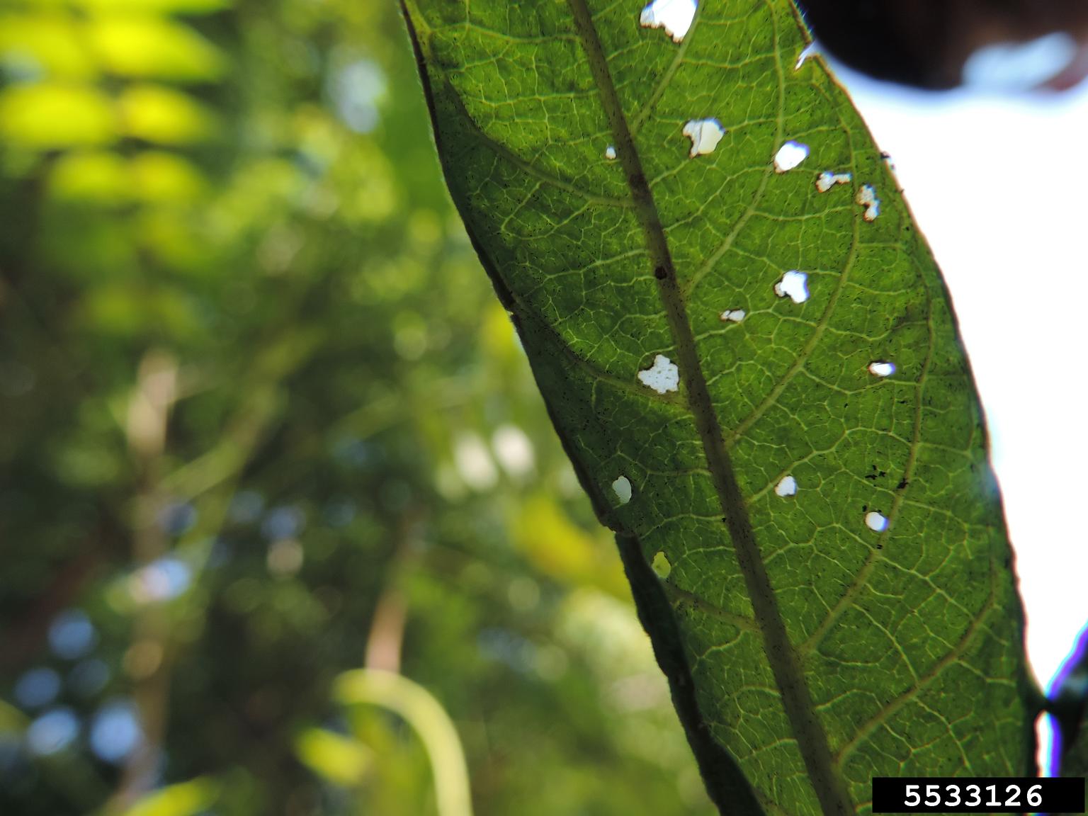 mite (Aculops ailanthi Lin-Fuping, Jin-Changle & Kuang-Haiyua, 1997)