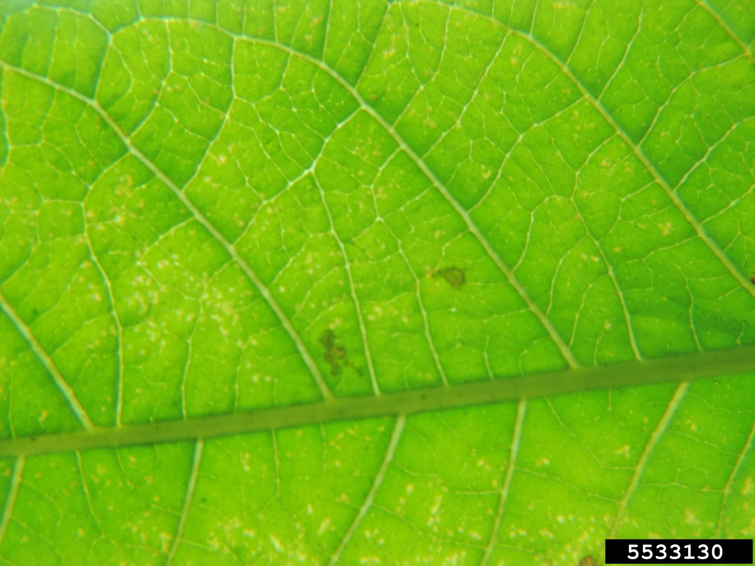 mite (Aculops ailanthi Lin-Fuping, Jin-Changle & Kuang-Haiyua, 1997)