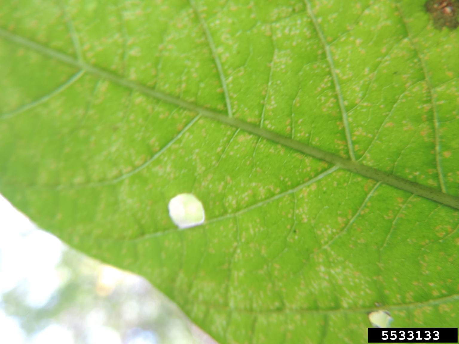 mite (Aculops ailanthi Lin-Fuping, Jin-Changle & Kuang-Haiyua, 1997)