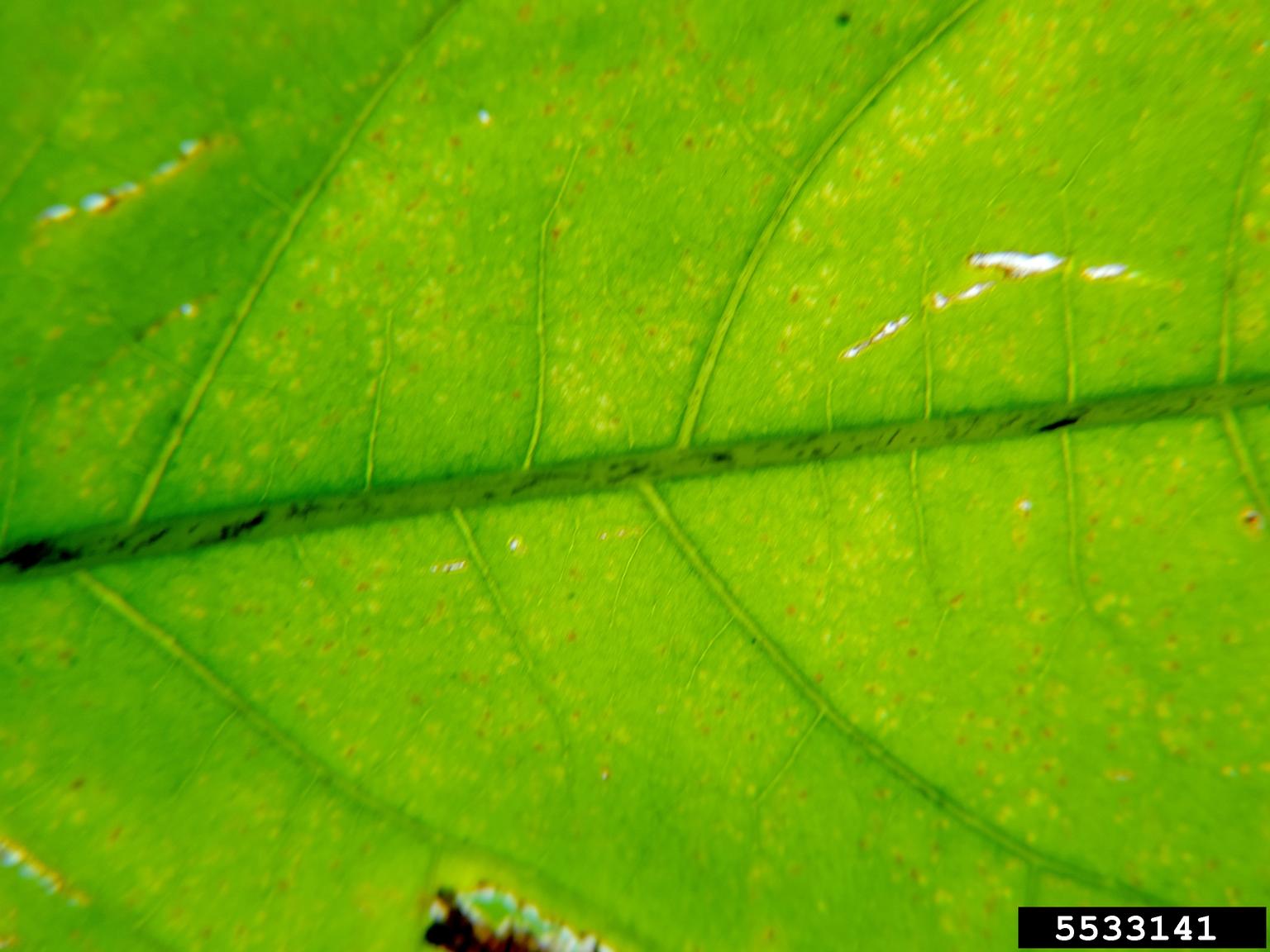 mite (Aculops ailanthi)