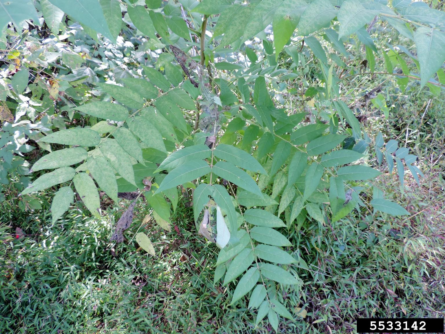 mite (Aculops ailanthi Lin-Fuping, Jin-Changle & Kuang-Haiyua, 1997)