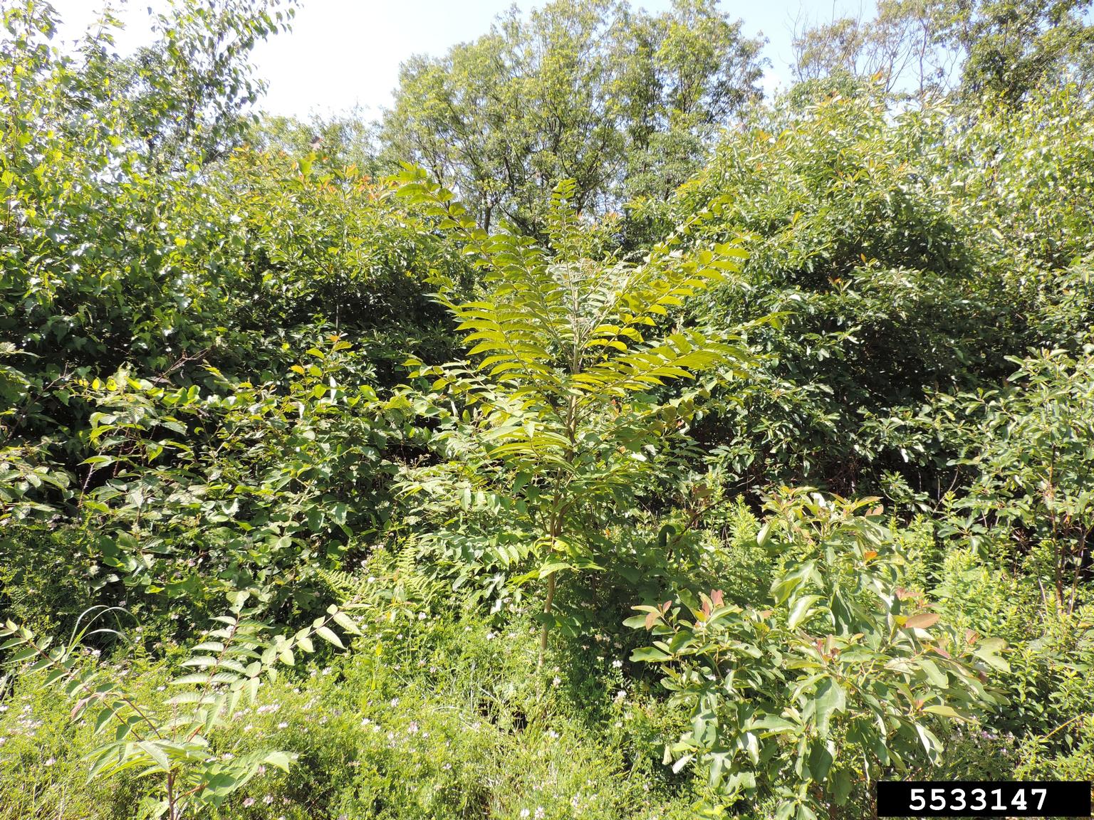 mite (Aculops ailanthi Lin-Fuping, Jin-Changle & Kuang-Haiyua, 1997)