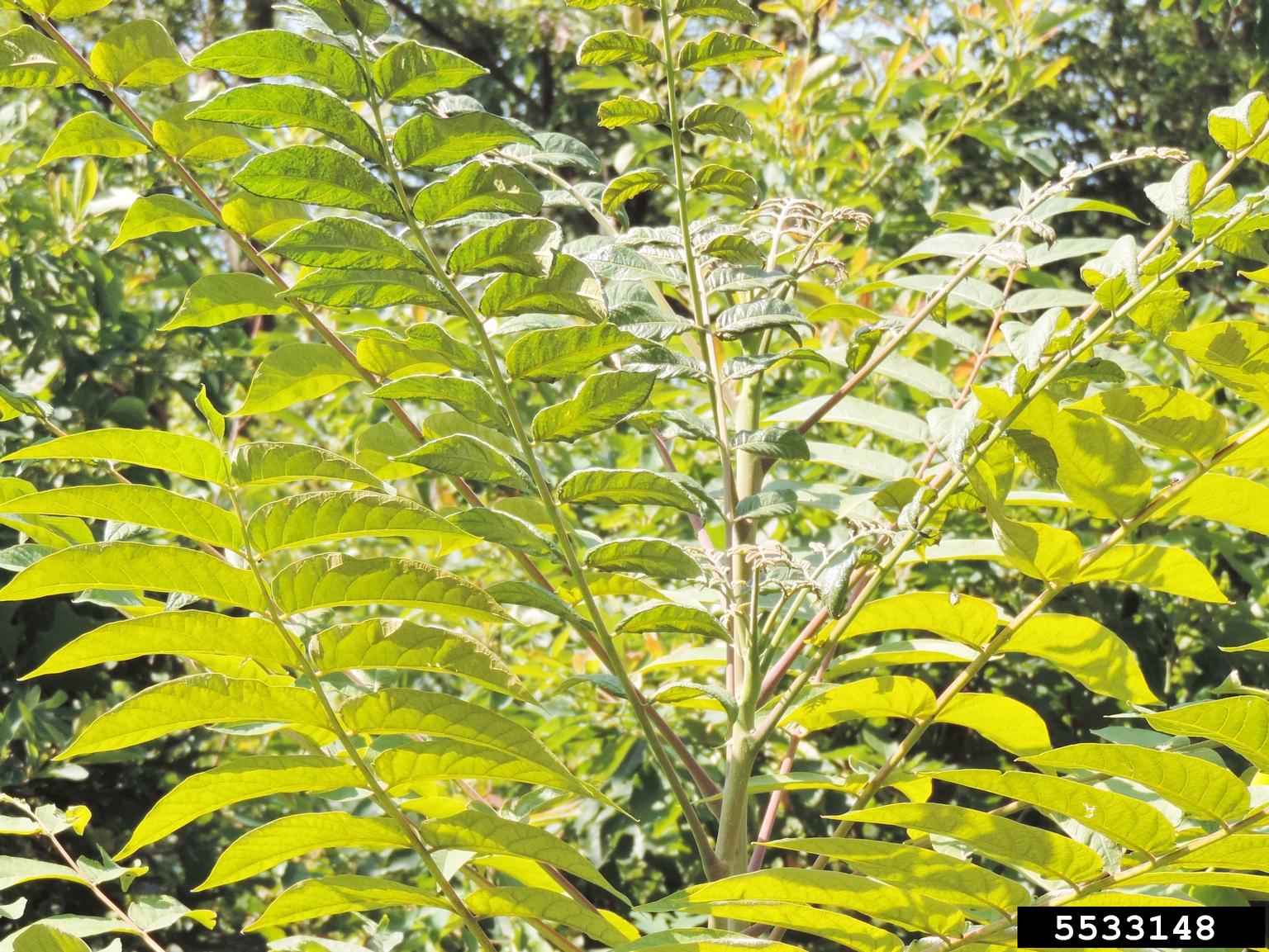 mite (Aculops ailanthi Lin-Fuping, Jin-Changle & Kuang-Haiyua, 1997)