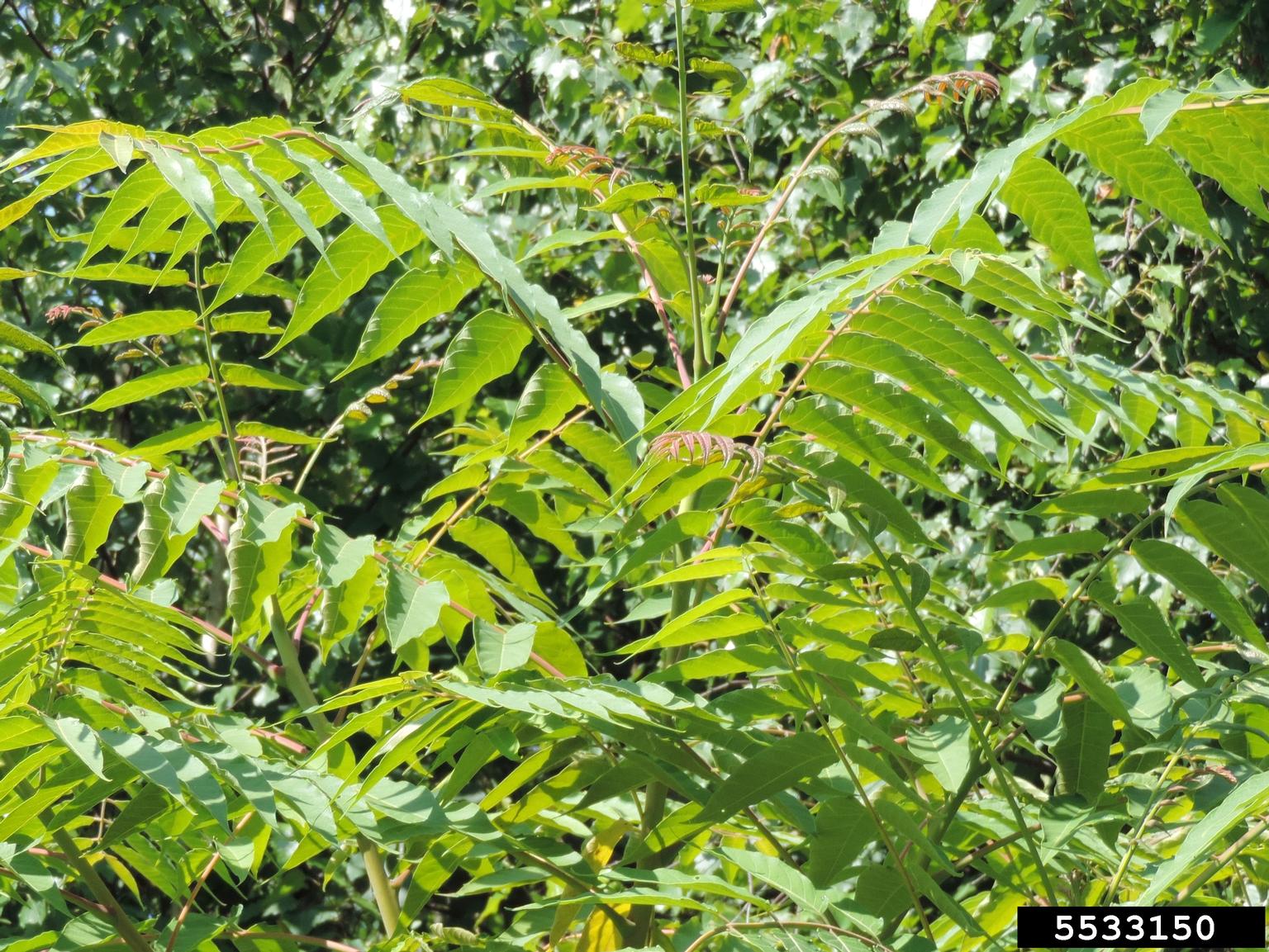 mite (Aculops ailanthi Lin-Fuping, Jin-Changle & Kuang-Haiyua, 1997)