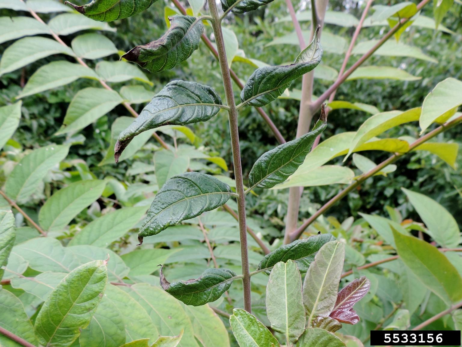 mite (Aculops ailanthi Lin-Fuping, Jin-Changle & Kuang-Haiyua, 1997)