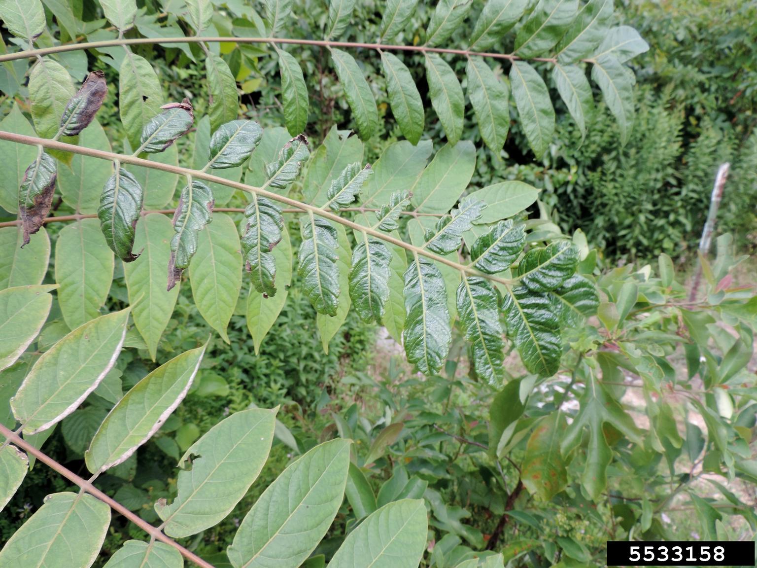 mite (Aculops ailanthi Lin-Fuping, Jin-Changle & Kuang-Haiyua, 1997)