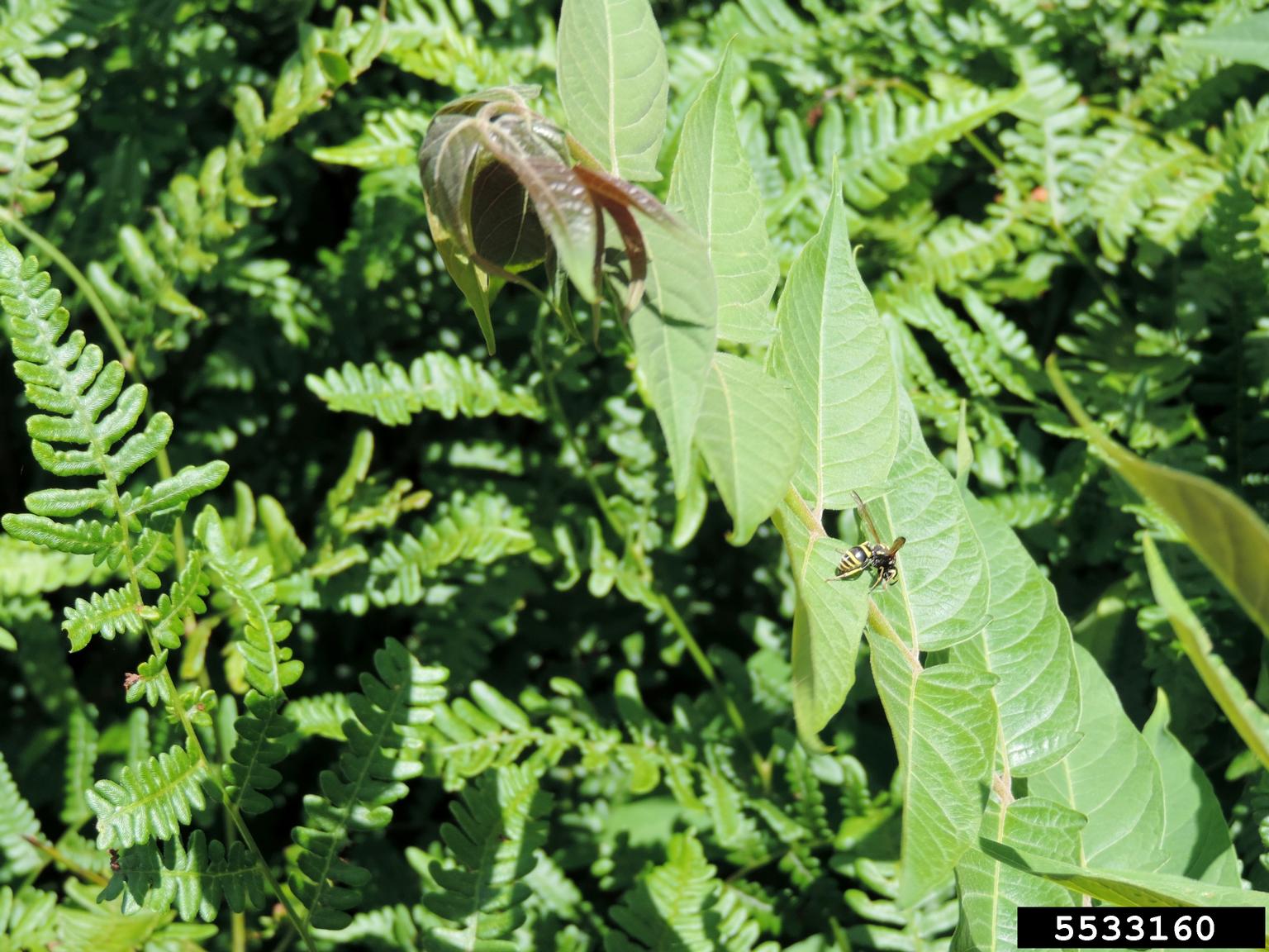 mite (Aculops ailanthi Lin-Fuping, Jin-Changle & Kuang-Haiyua, 1997)