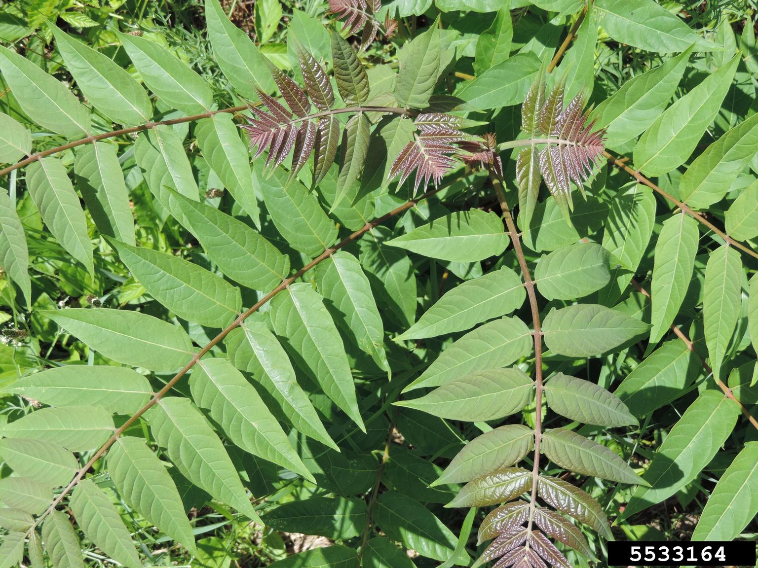 mite (Aculops ailanthi)