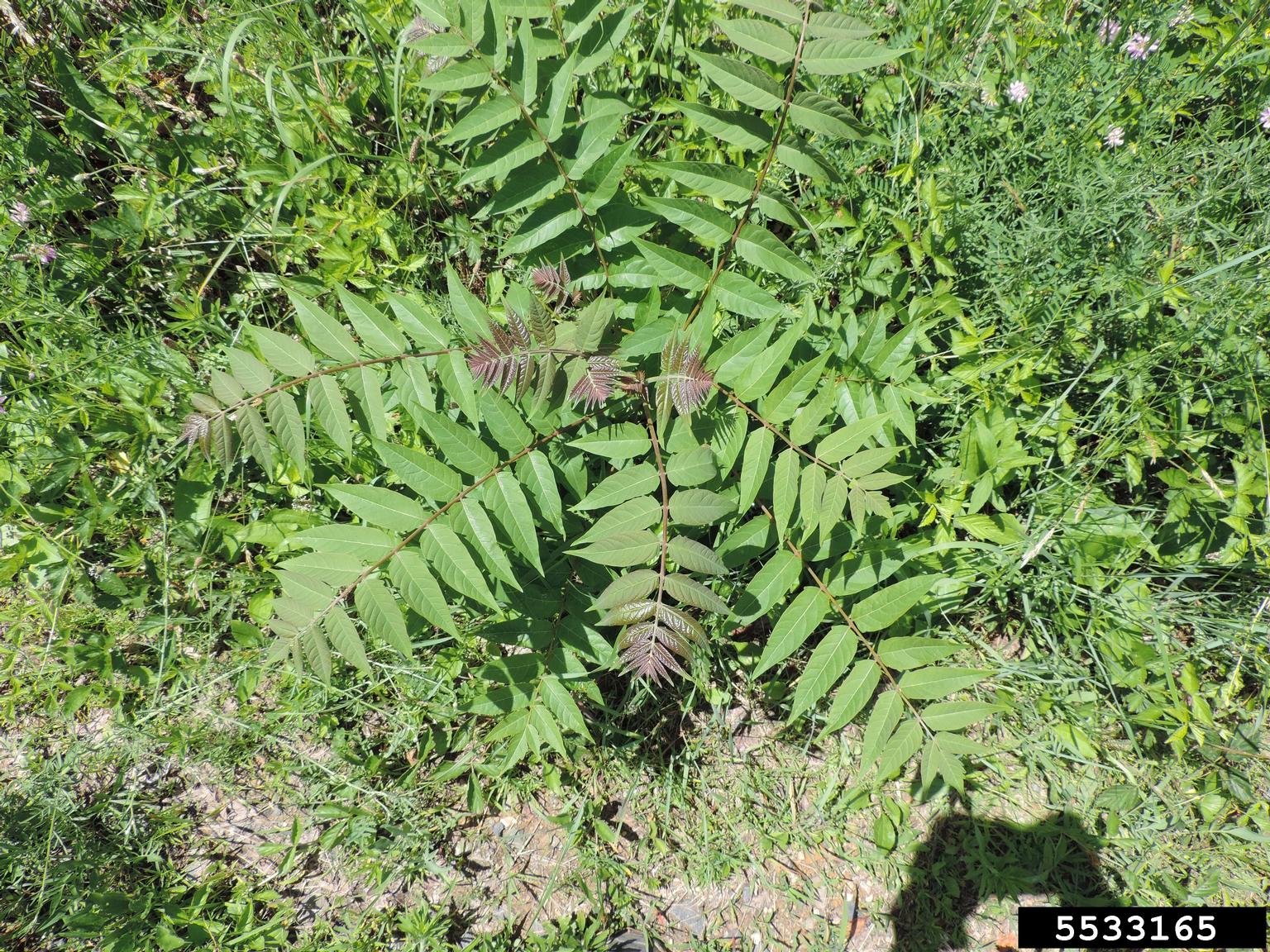 mite (Aculops ailanthi Lin-Fuping, Jin-Changle & Kuang-Haiyua, 1997)