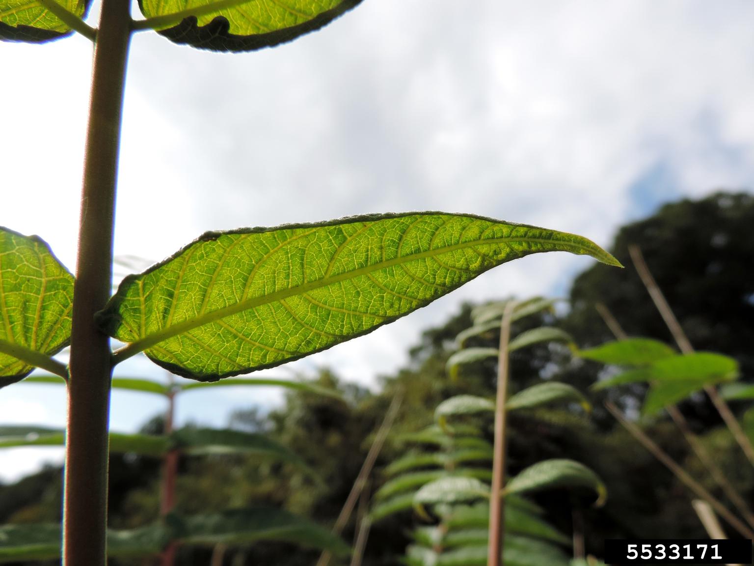 mite (Aculops ailanthi Lin-Fuping, Jin-Changle & Kuang-Haiyua, 1997)