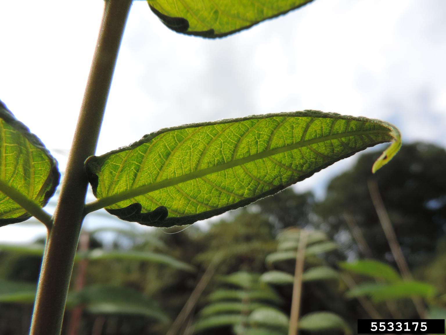 mite (Aculops ailanthi Lin-Fuping, Jin-Changle & Kuang-Haiyua, 1997)
