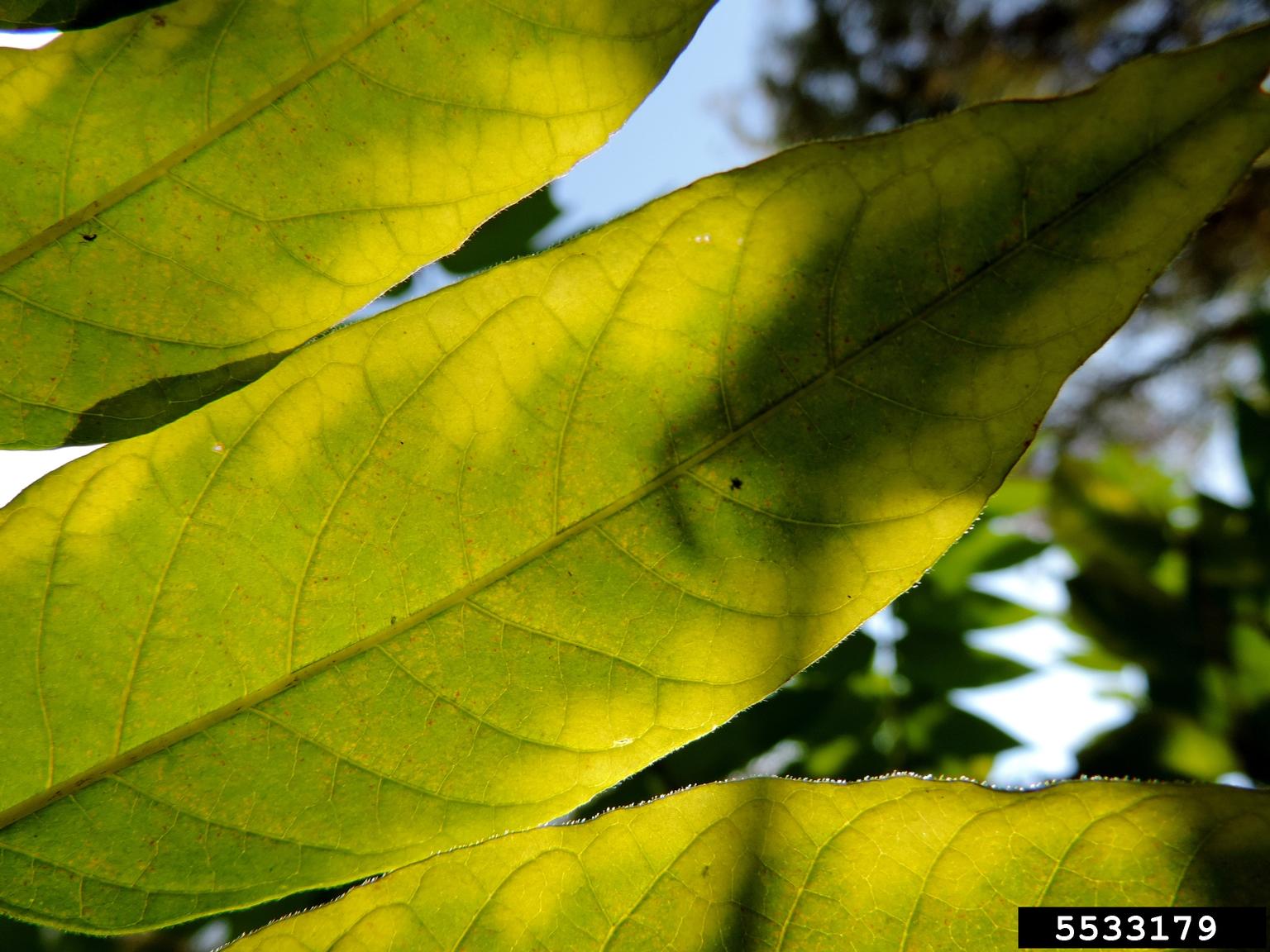 mite (Aculops ailanthi Lin-Fuping, Jin-Changle & Kuang-Haiyua, 1997)