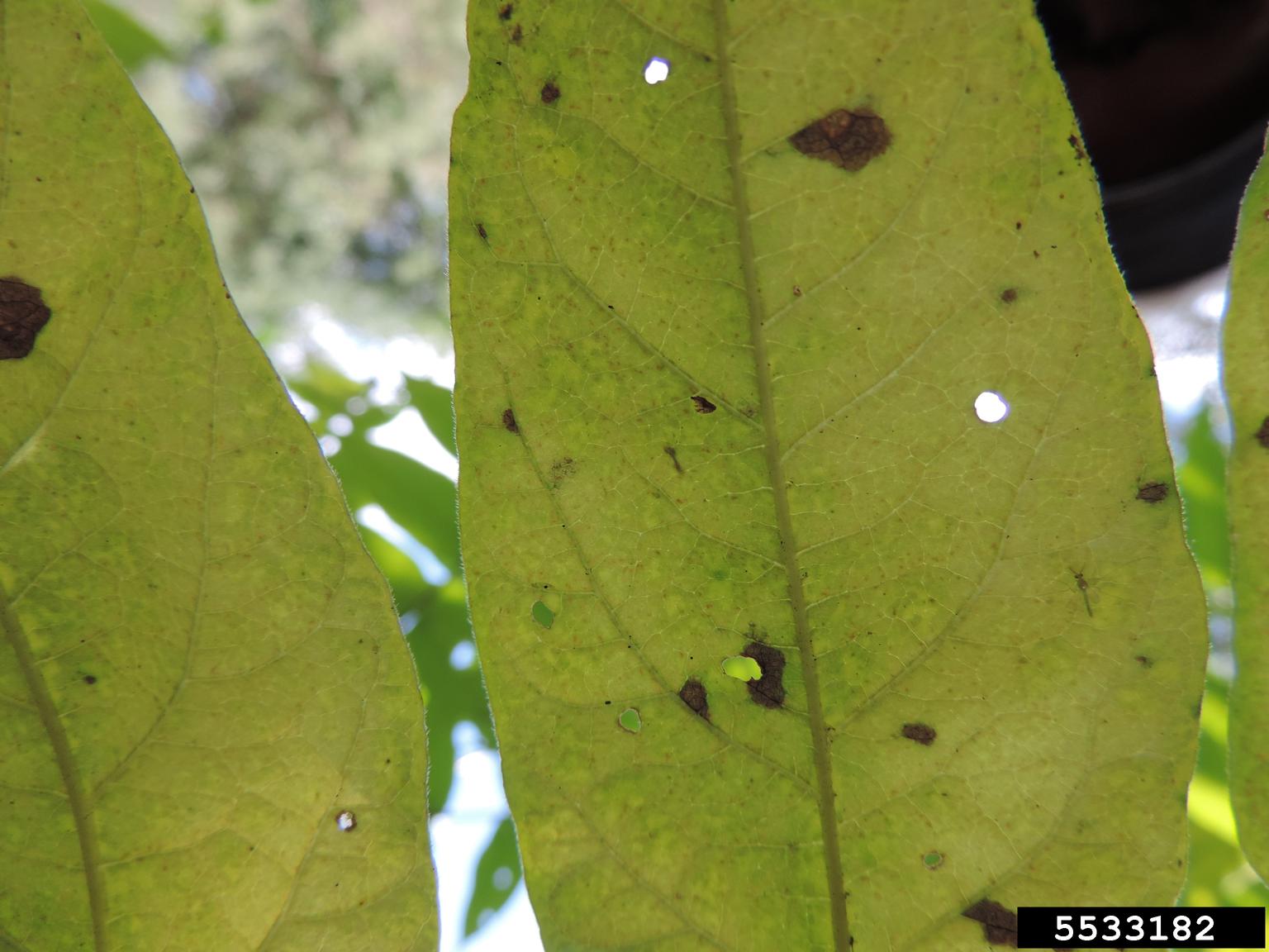 mite (Aculops ailanthi Lin-Fuping, Jin-Changle & Kuang-Haiyua, 1997)
