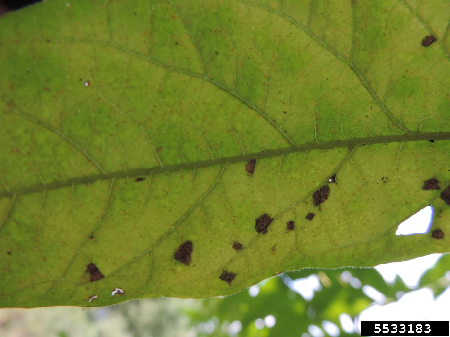 mite (Aculops ailanthi Lin-Fuping, Jin-Changle & Kuang-Haiyua, 1997)