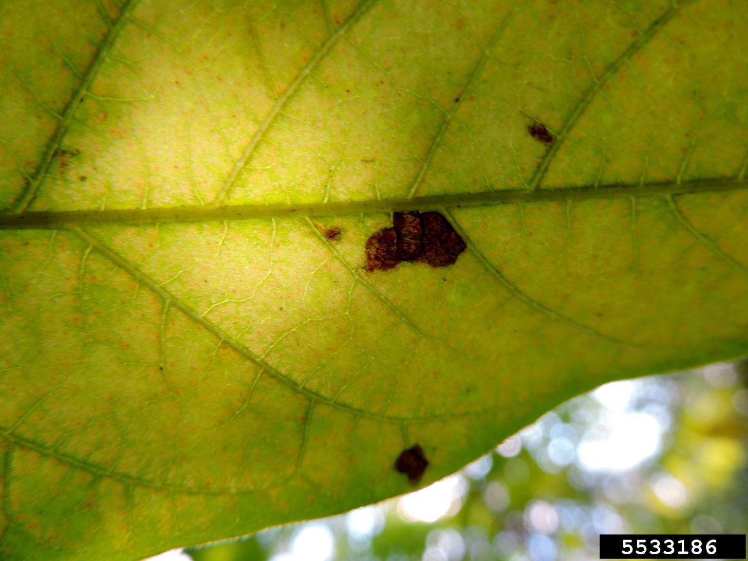 mite (Aculops ailanthi)