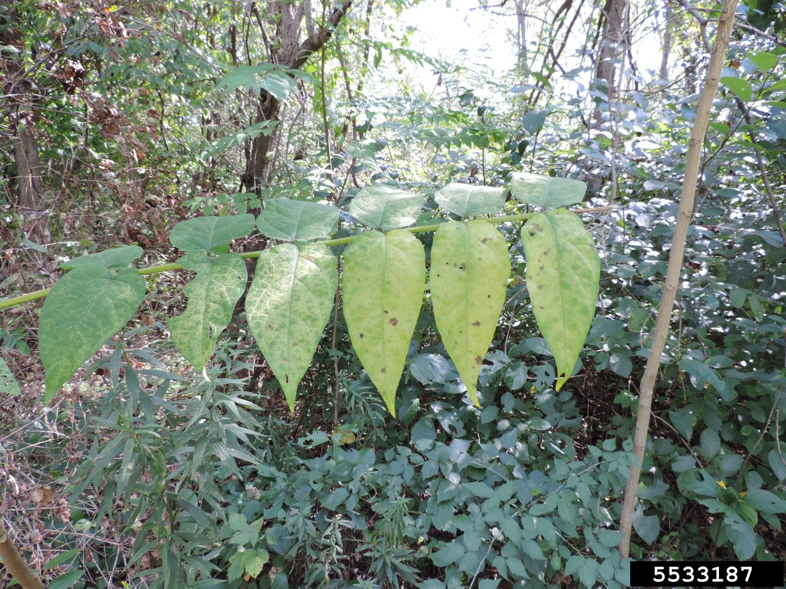 mite (Aculops ailanthi Lin-Fuping, Jin-Changle & Kuang-Haiyua, 1997)