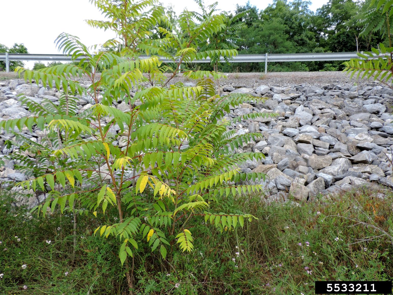 tree-of-heaven (Ailanthus altissima)