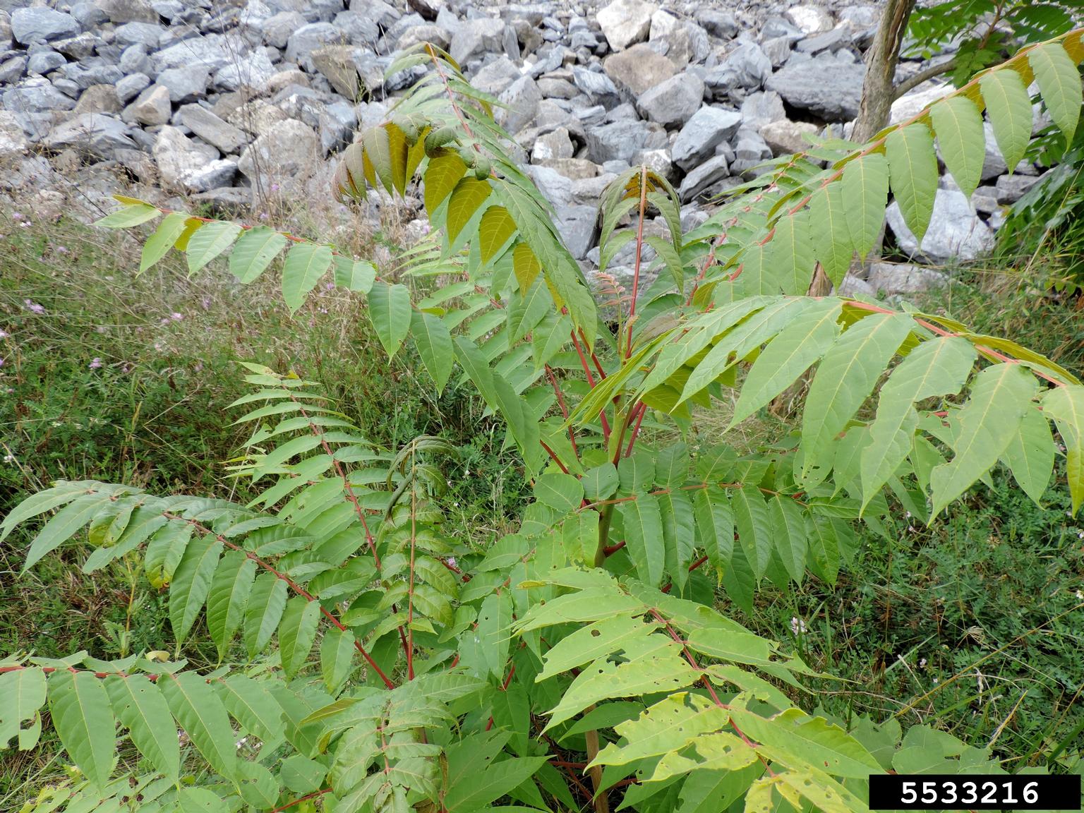 tree-of-heaven (Ailanthus altissima)