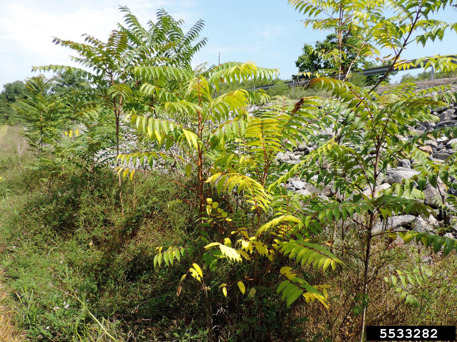 tree-of-heaven (Ailanthus altissima (P. Mill.) Swingle)