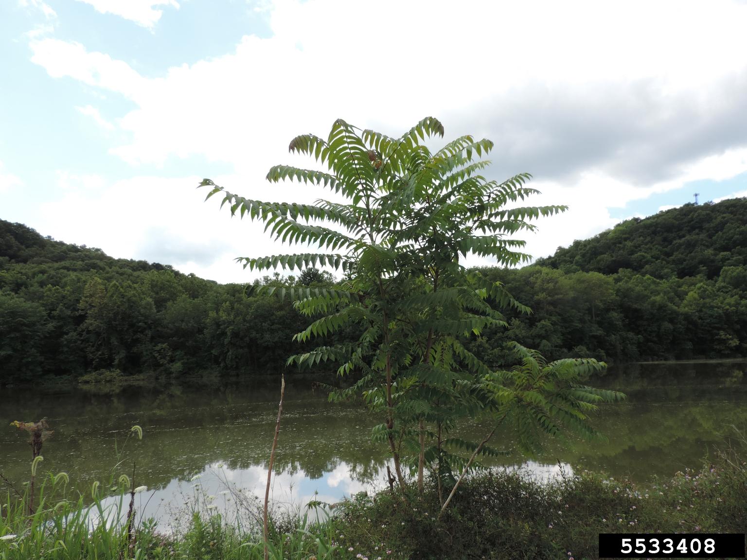 tree-of-heaven (Ailanthus altissima)