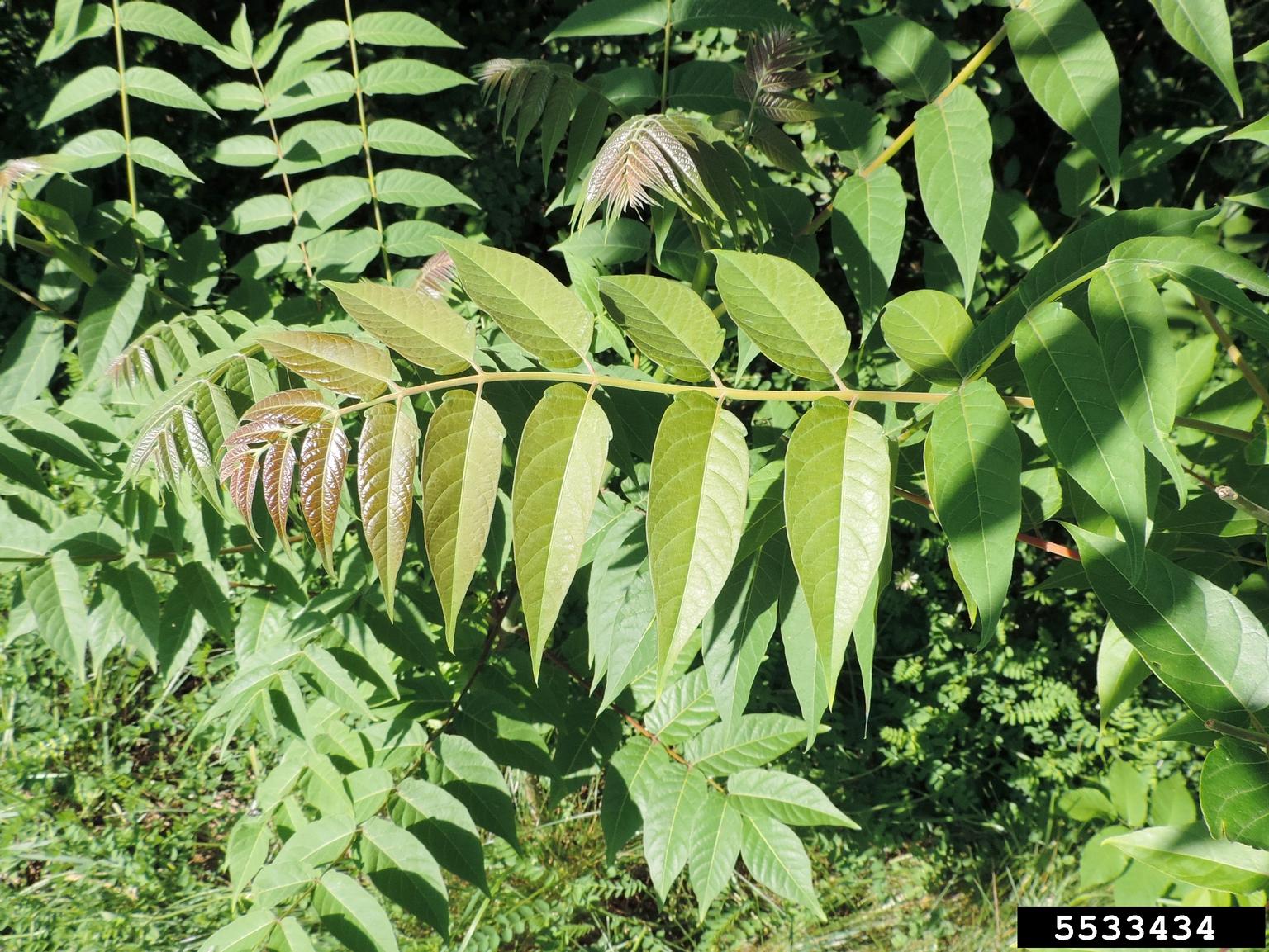 tree-of-heaven (Ailanthus altissima (P. Mill.) Swingle)