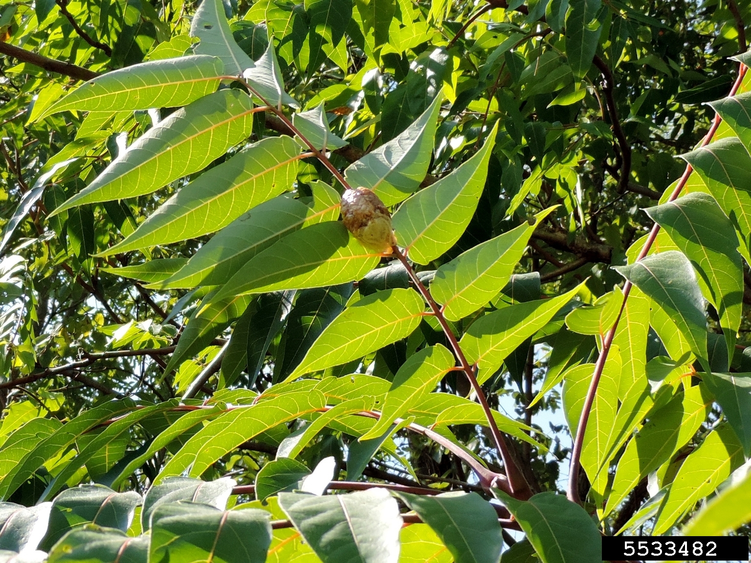 tree-of-heaven (Ailanthus altissima (P. Mill.) Swingle)