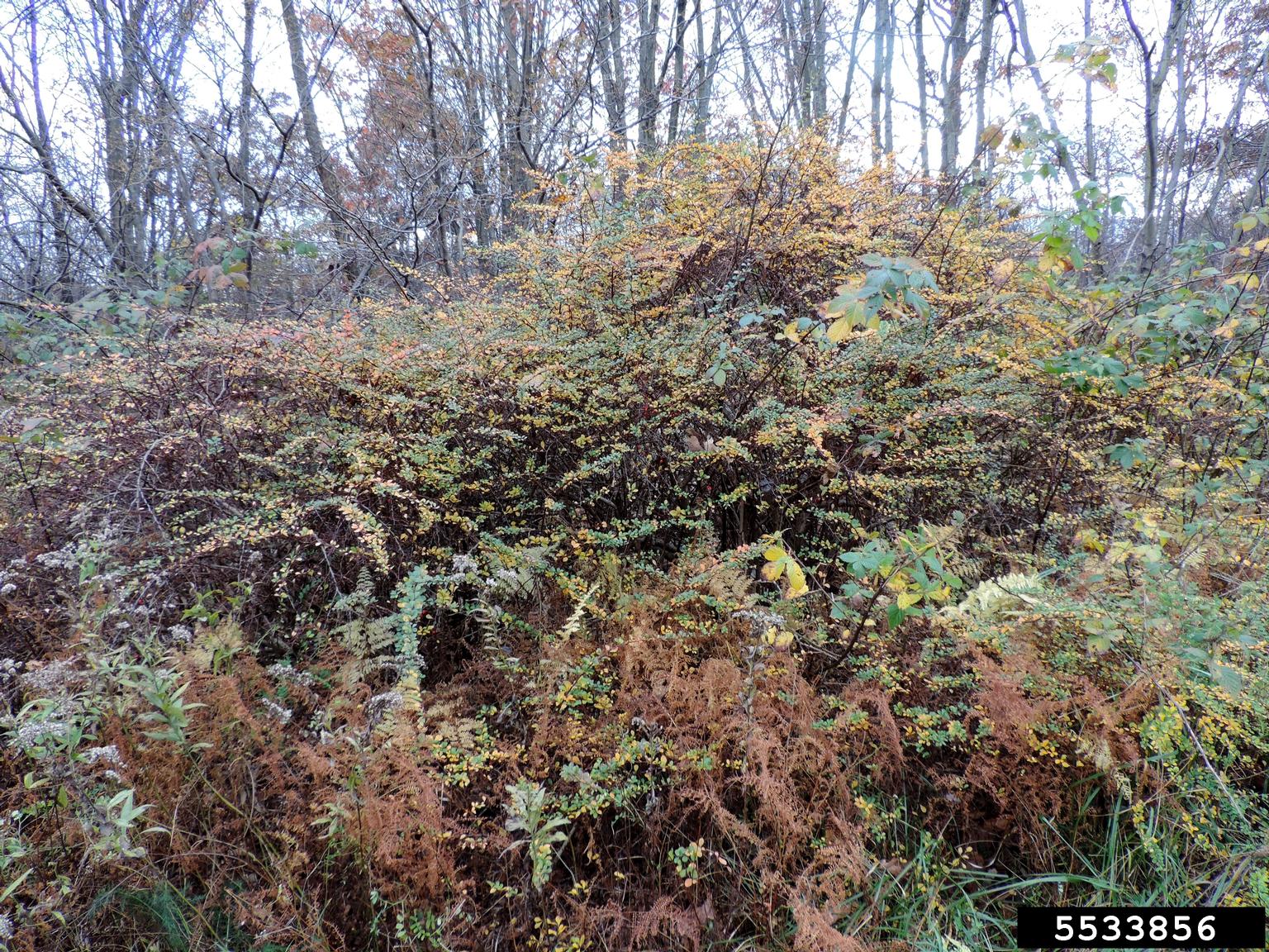 Japanese barberry (Berberis thunbergii DC.)