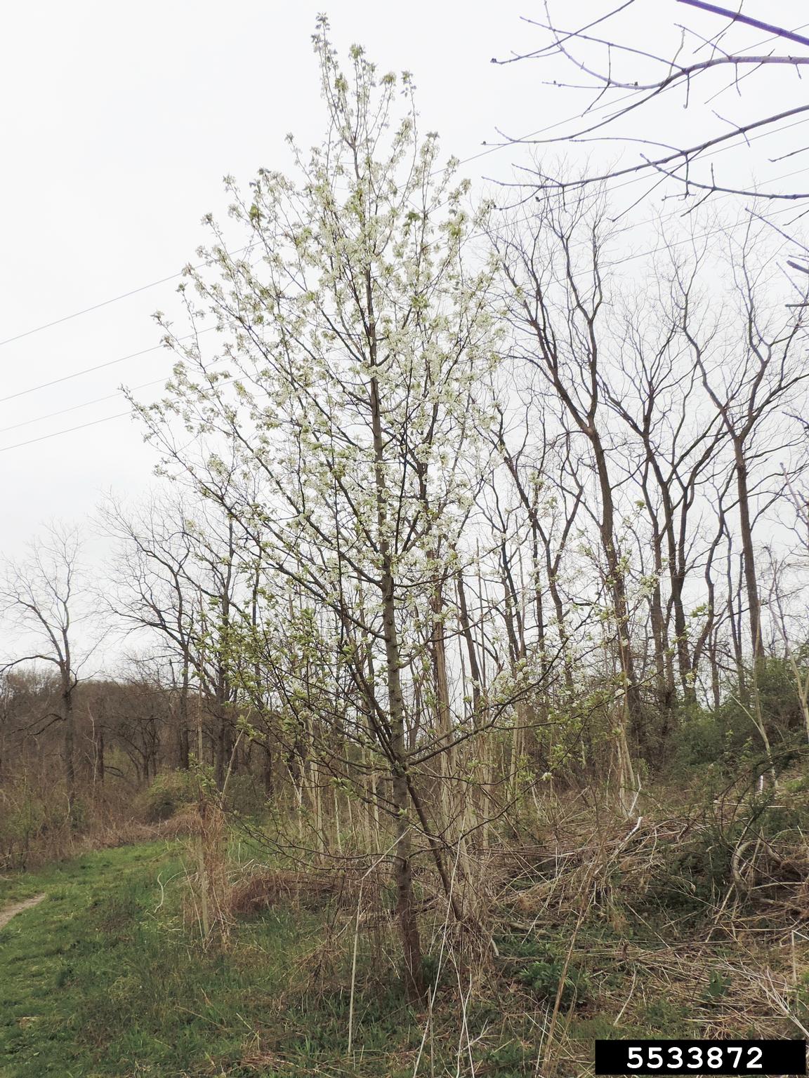 Callery pear (Bradford pear) (Pyrus calleryana Decne.)
