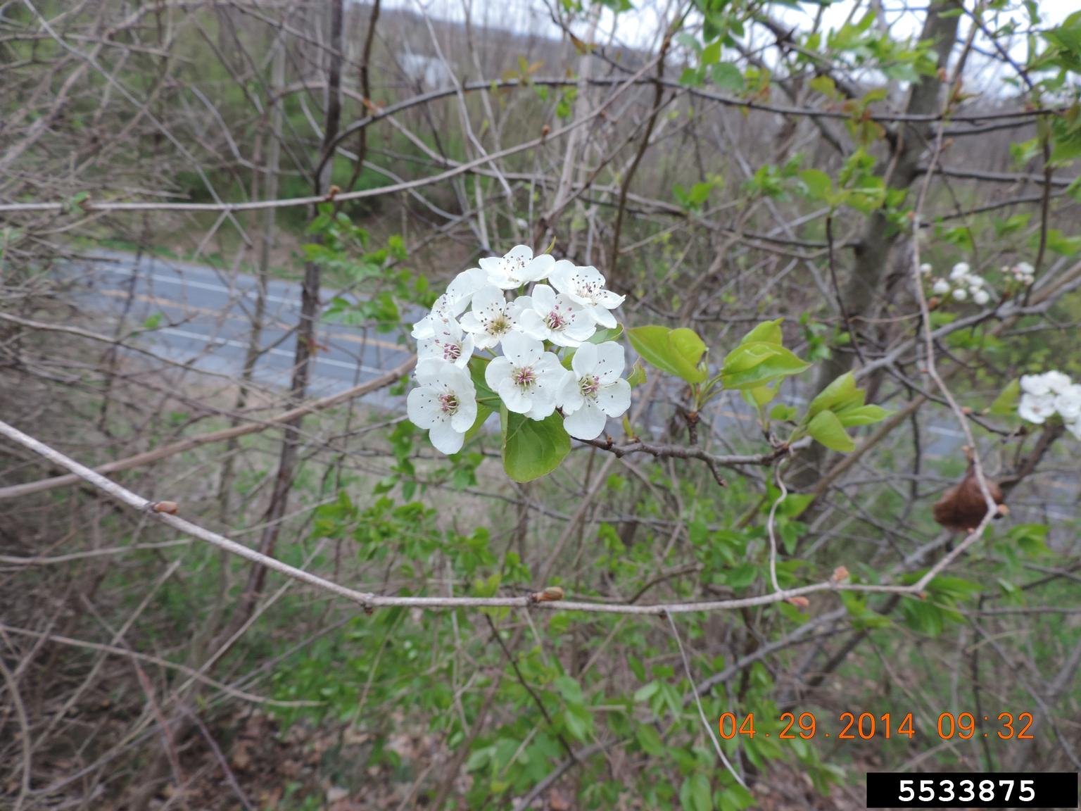 Callery pear (Bradford pear) (Pyrus calleryana Decne.)