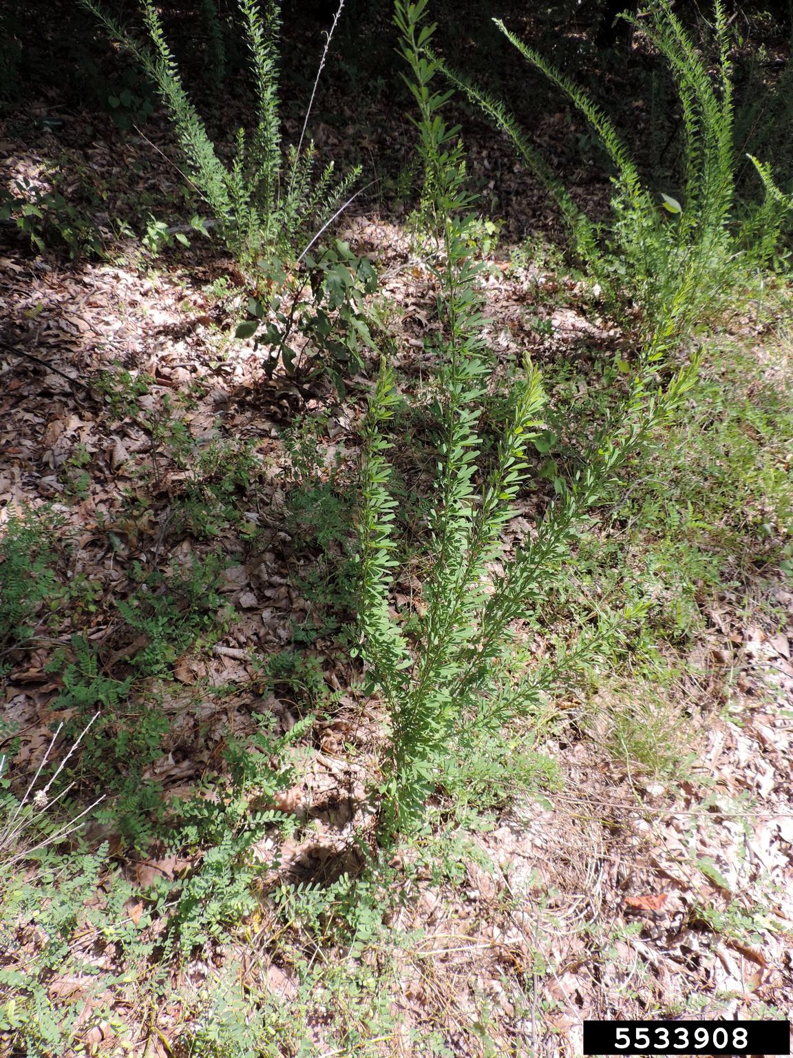 sericea lespedeza (Lespedeza cuneata (Dum.-Cours.) G. Don)