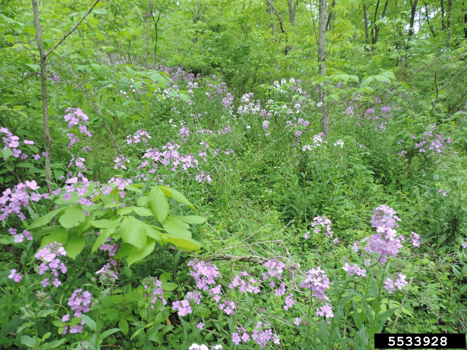 dames rocket (Hesperis matronalis L.)