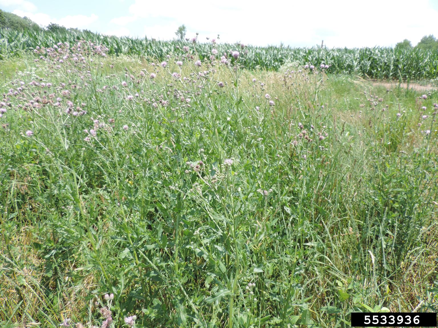 dames rocket (Hesperis matronalis L.)