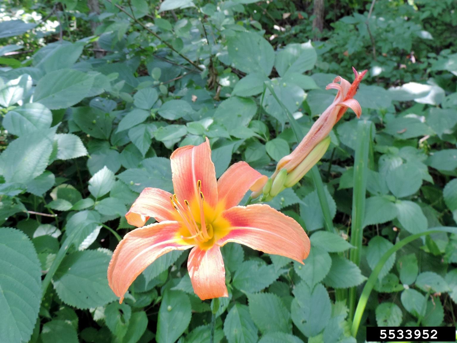 tawny daylily (Hemerocallis fulva (L.) L.)