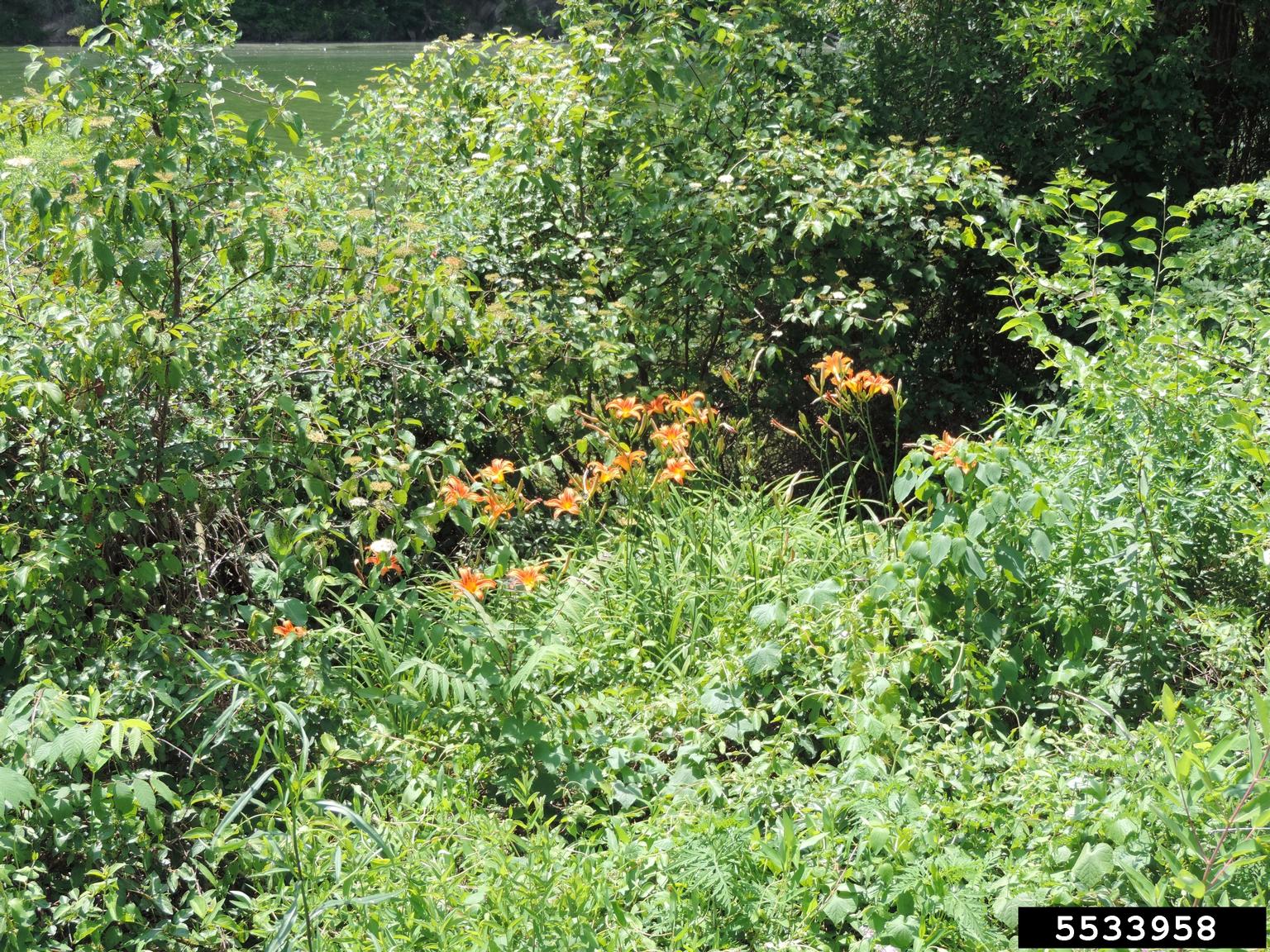 tawny daylily (Hemerocallis fulva (L.) L.)