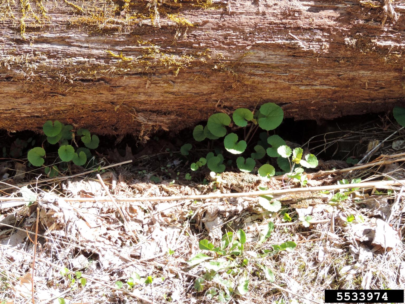 garlic mustard (Alliaria petiolata)