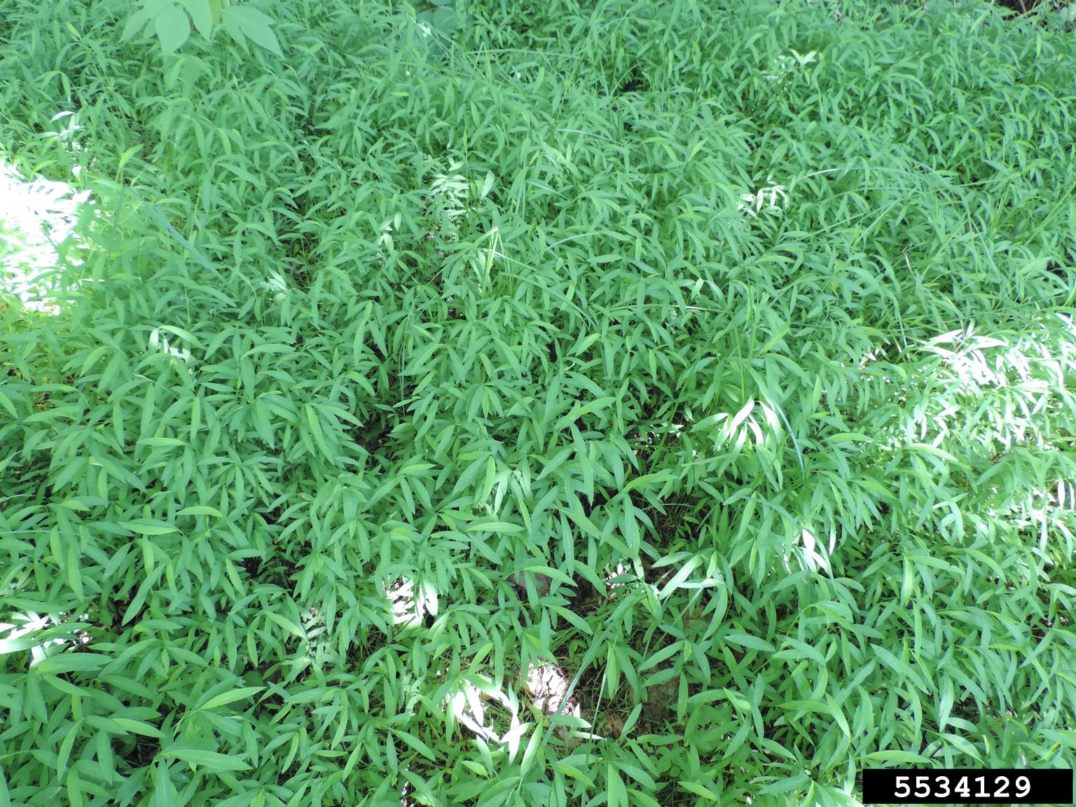 Japanese stiltgrass (Microstegium vimineum (Trin.) A. Camus)