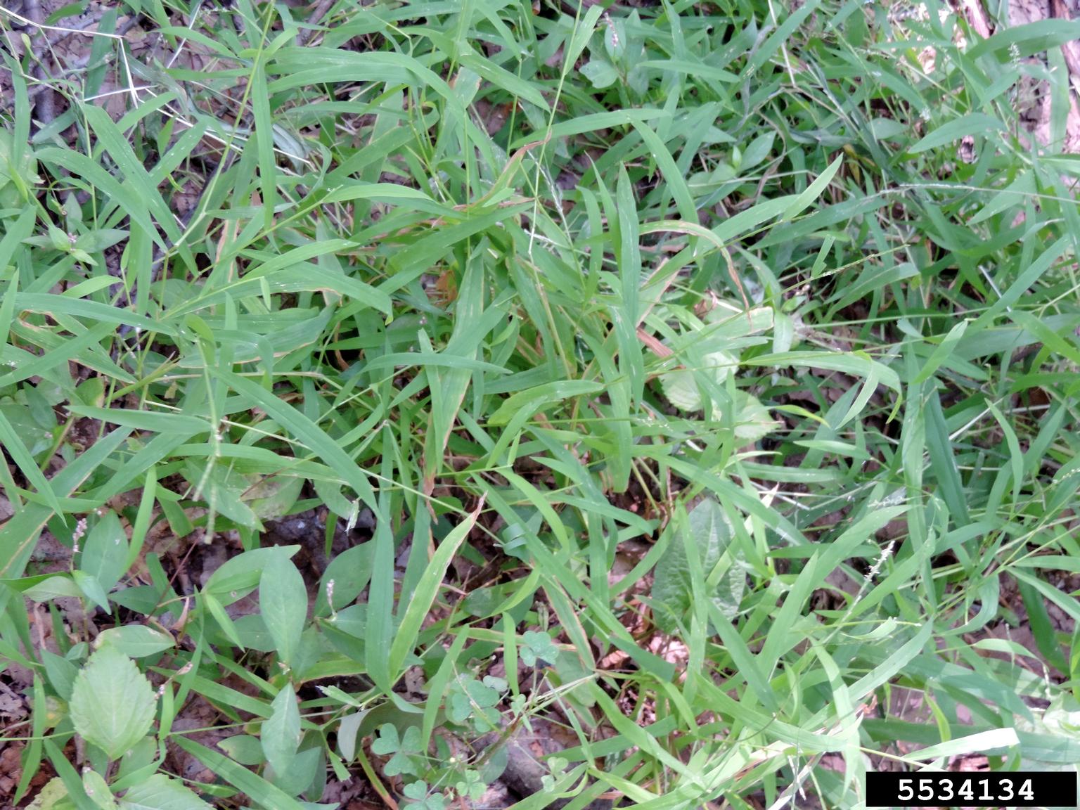 Japanese stiltgrass (Microstegium vimineum (Trin.) A. Camus)