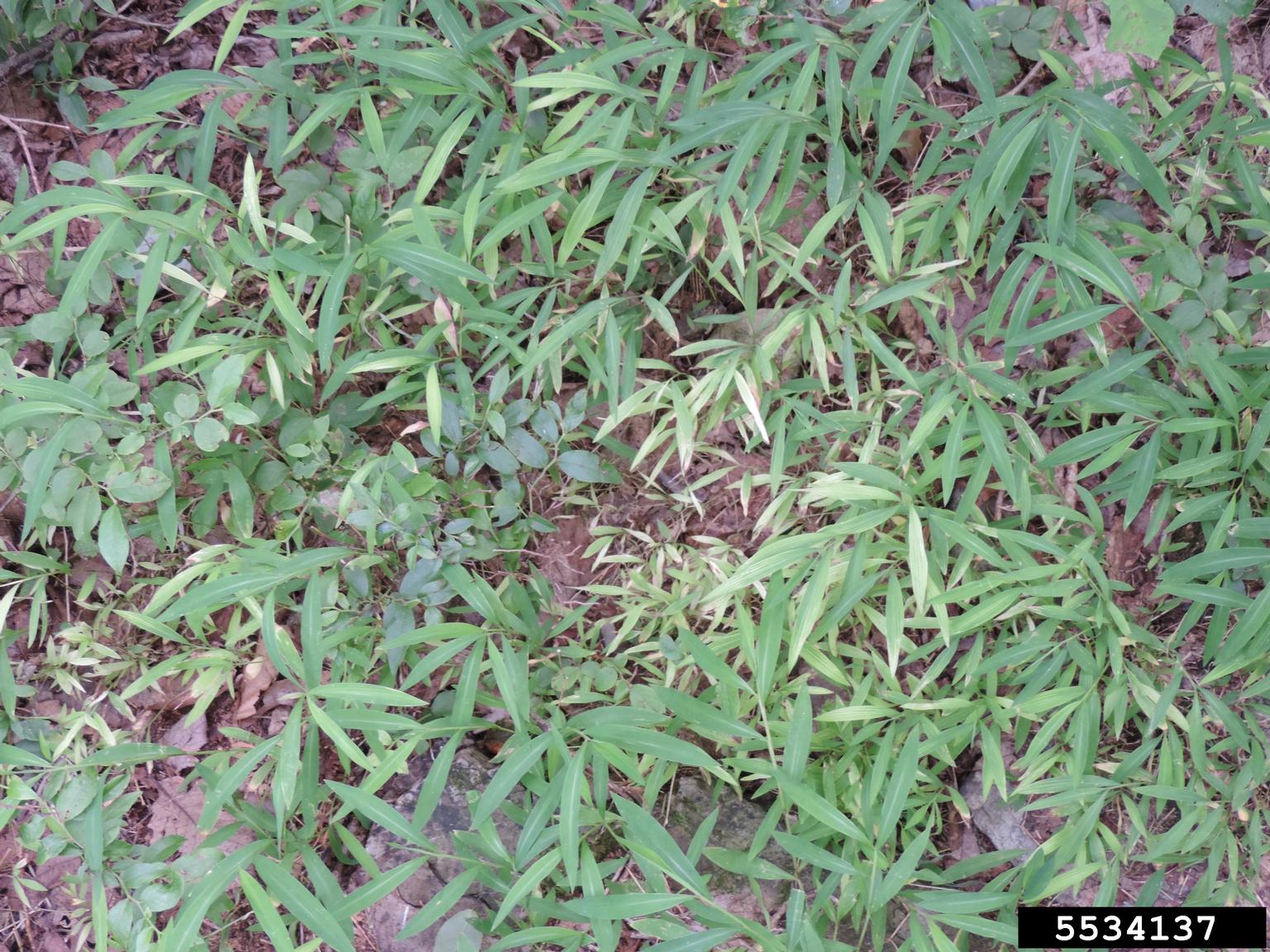 Japanese stiltgrass (Microstegium vimineum)