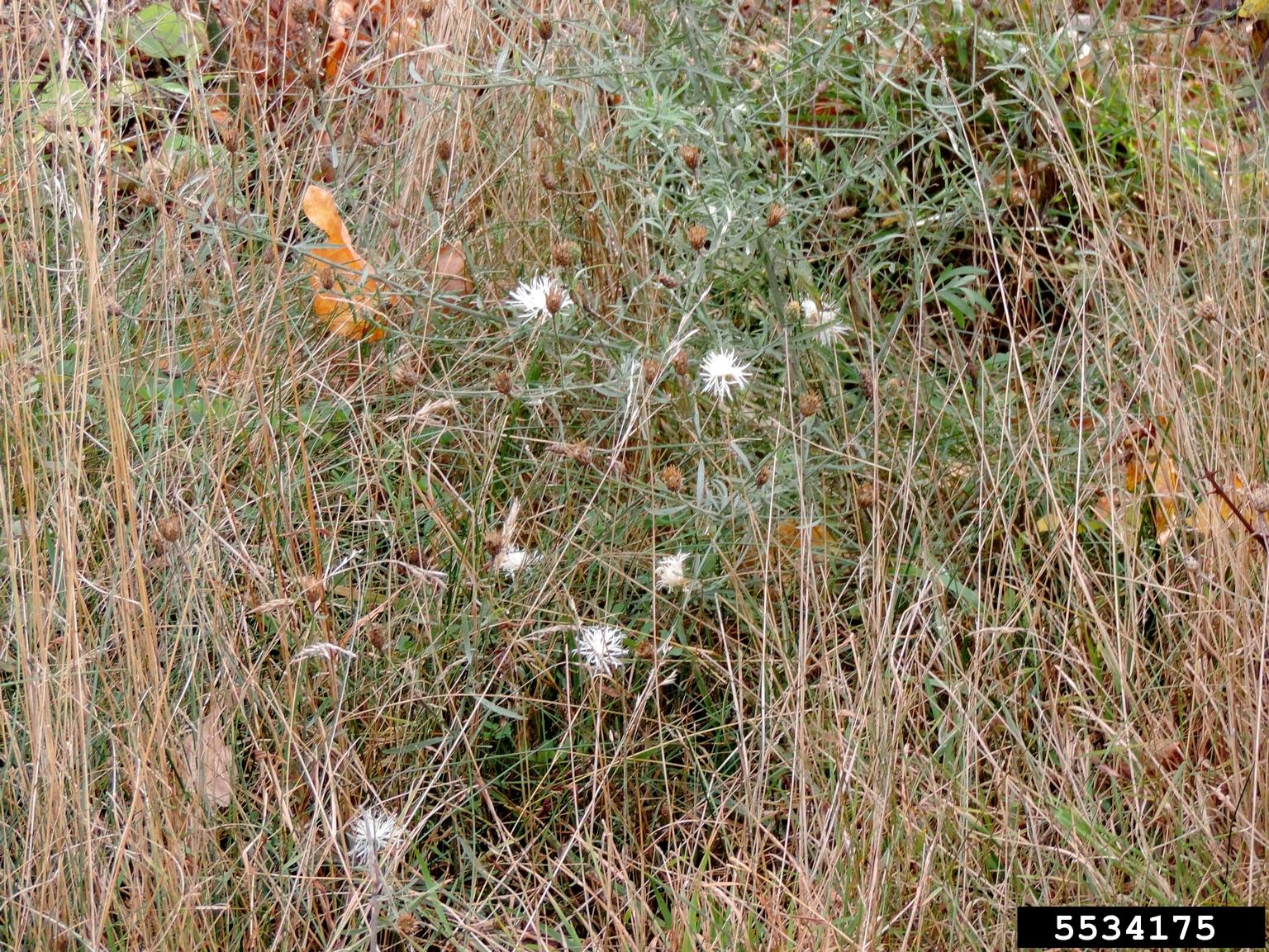 diffuse knapweed (Centaurea diffusa Lam.)