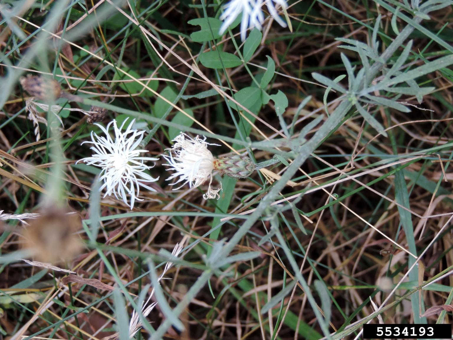 diffuse knapweed (Centaurea diffusa Lam.)