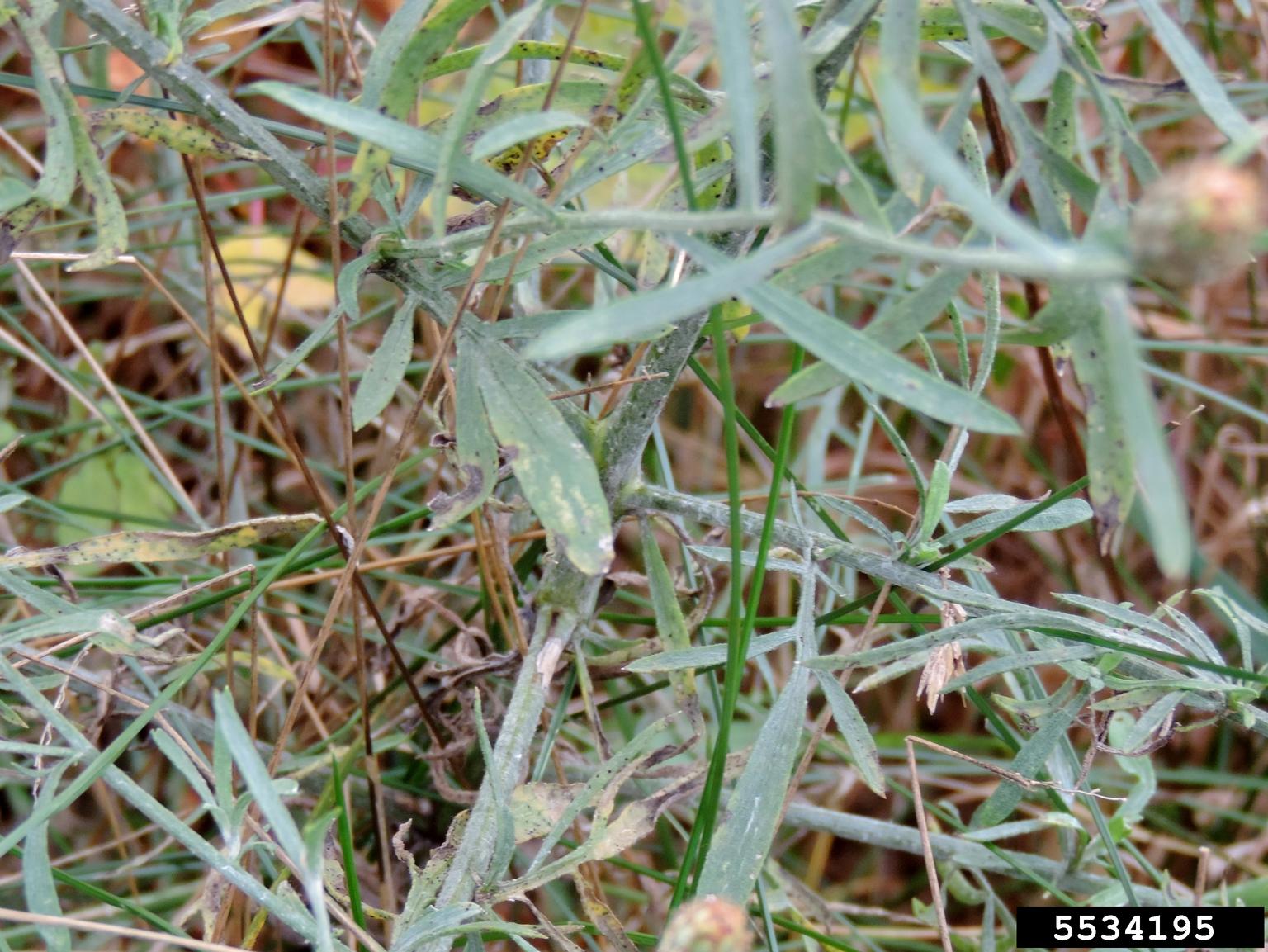 diffuse knapweed (Centaurea diffusa Lam.)