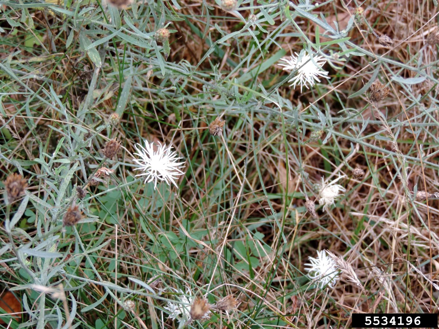 diffuse knapweed (Centaurea diffusa Lam.)