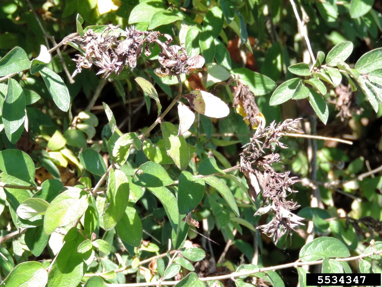 Amur honeysuckle (Lonicera maackii (Rupr.) Herder)