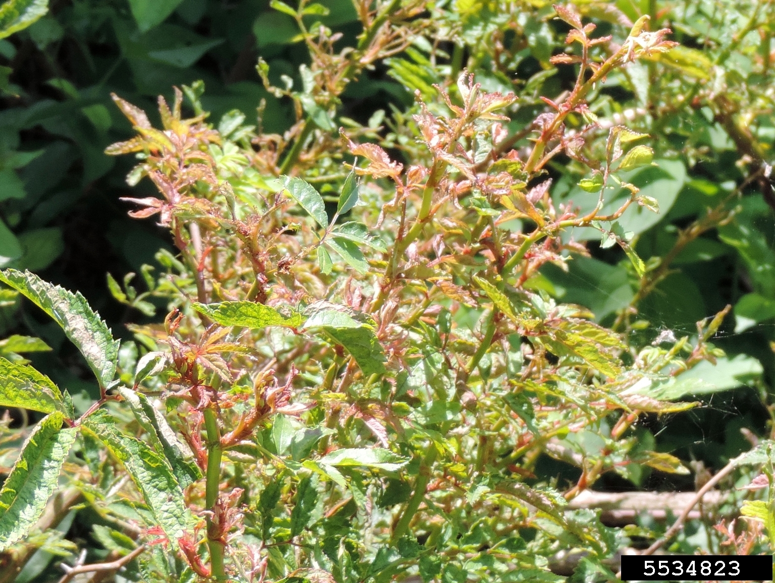 multiflora rose (Rosa multiflora)