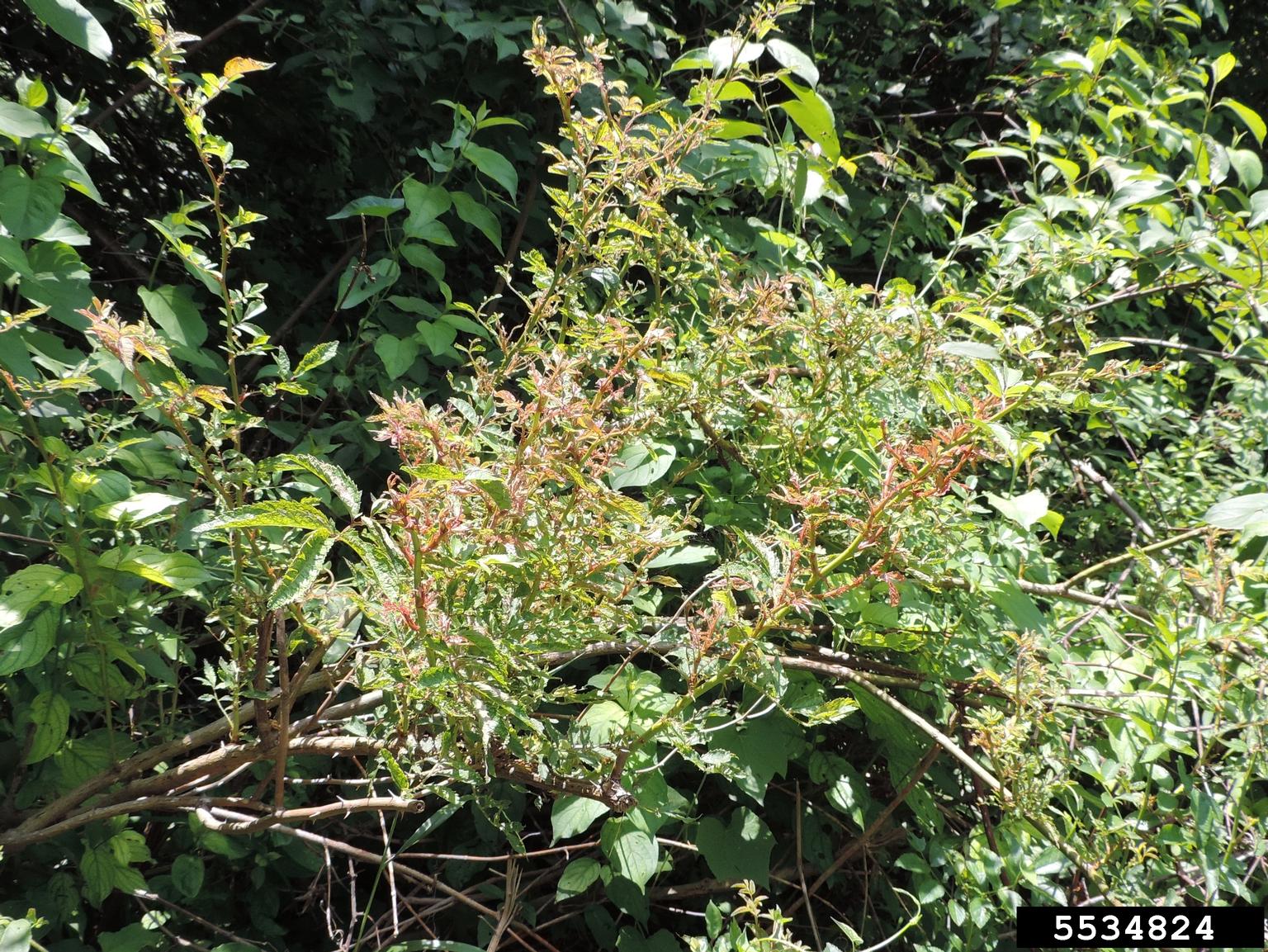 multiflora rose (Rosa multiflora Thunb.)
