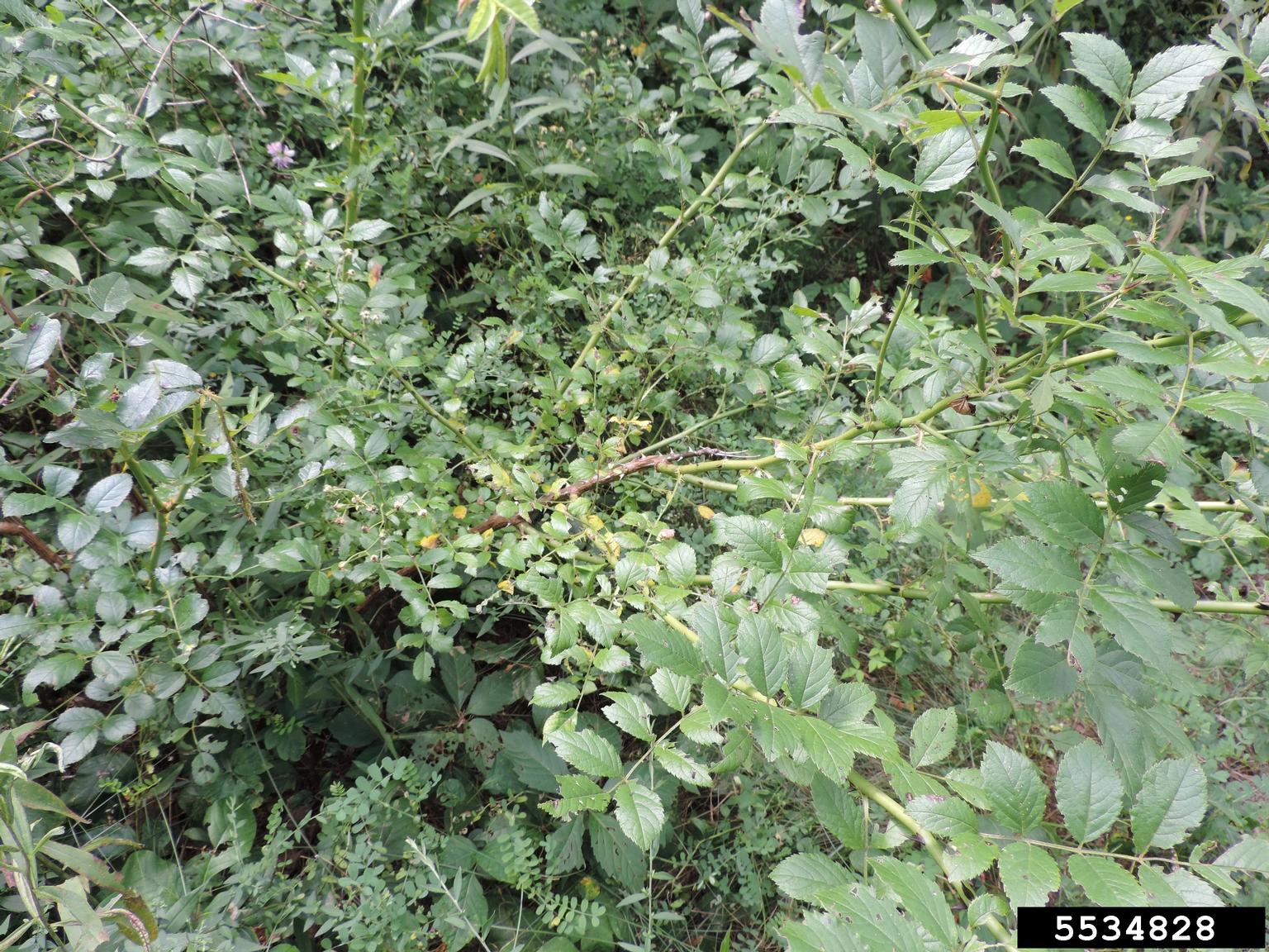 multiflora rose (Rosa multiflora Thunb.)