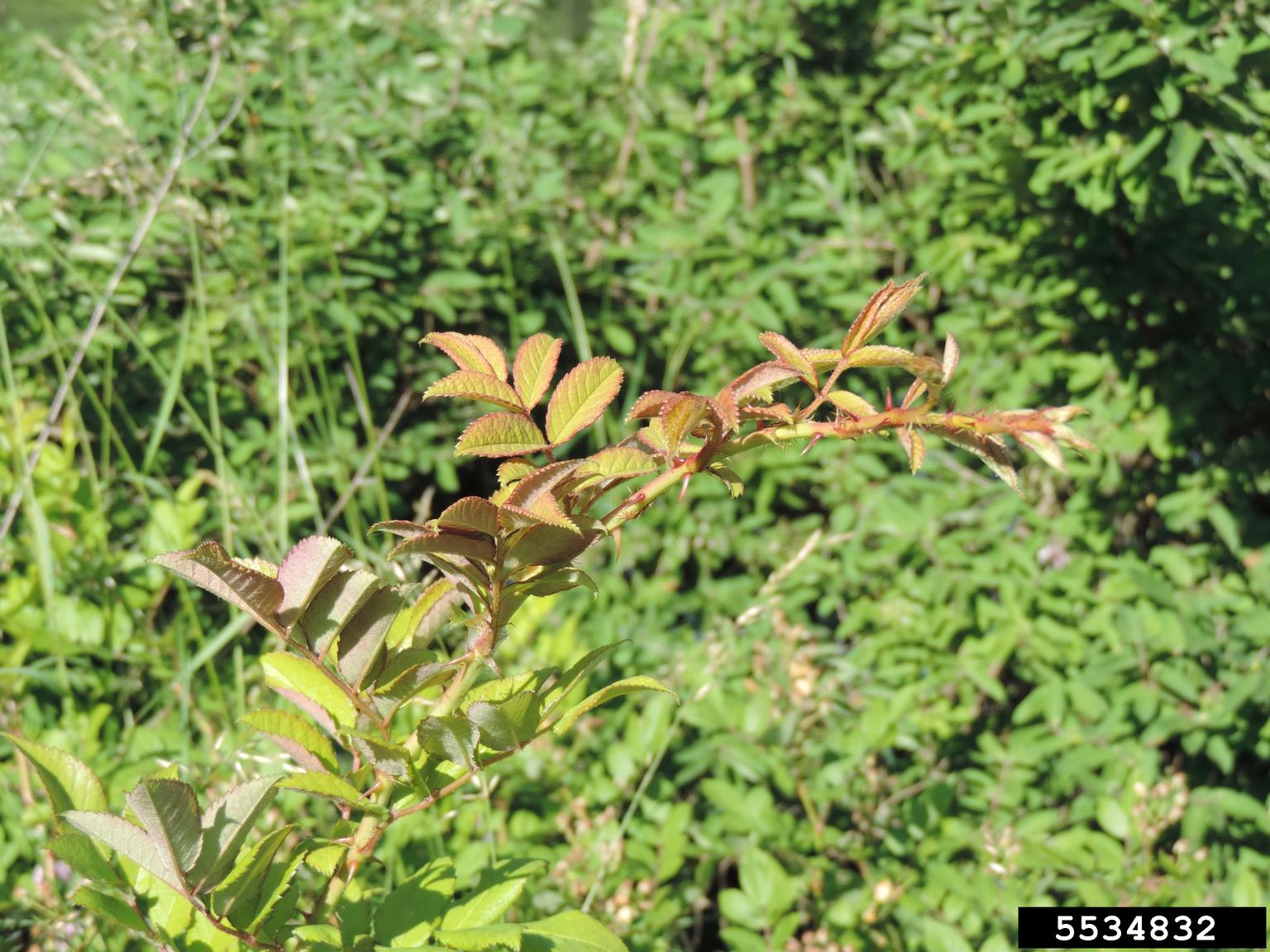 multiflora rose (Rosa multiflora Thunb.)