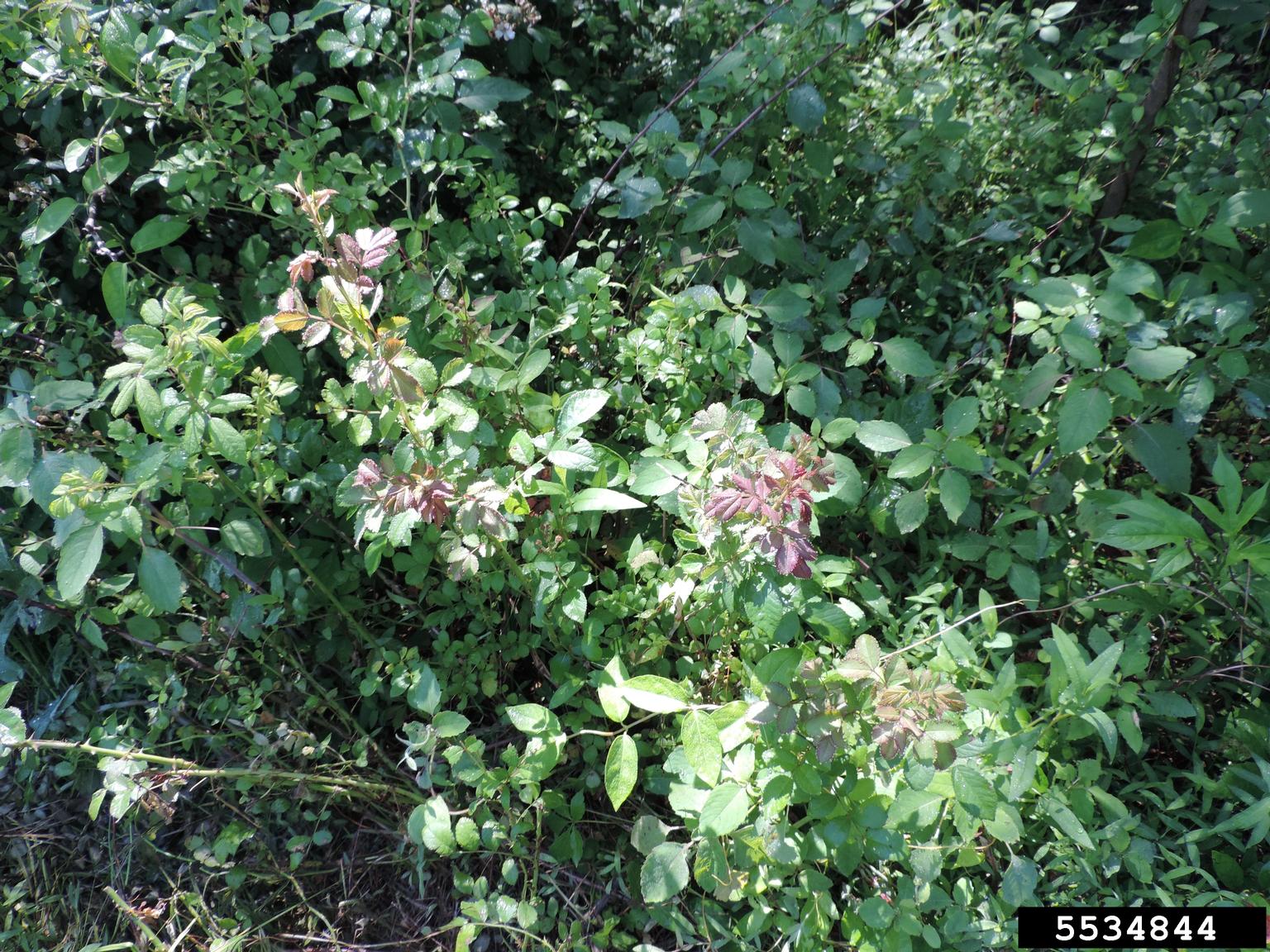 multiflora rose (Rosa multiflora Thunb.)