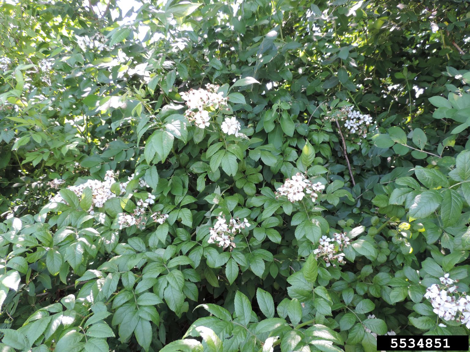 multiflora rose (Rosa multiflora Thunb.)