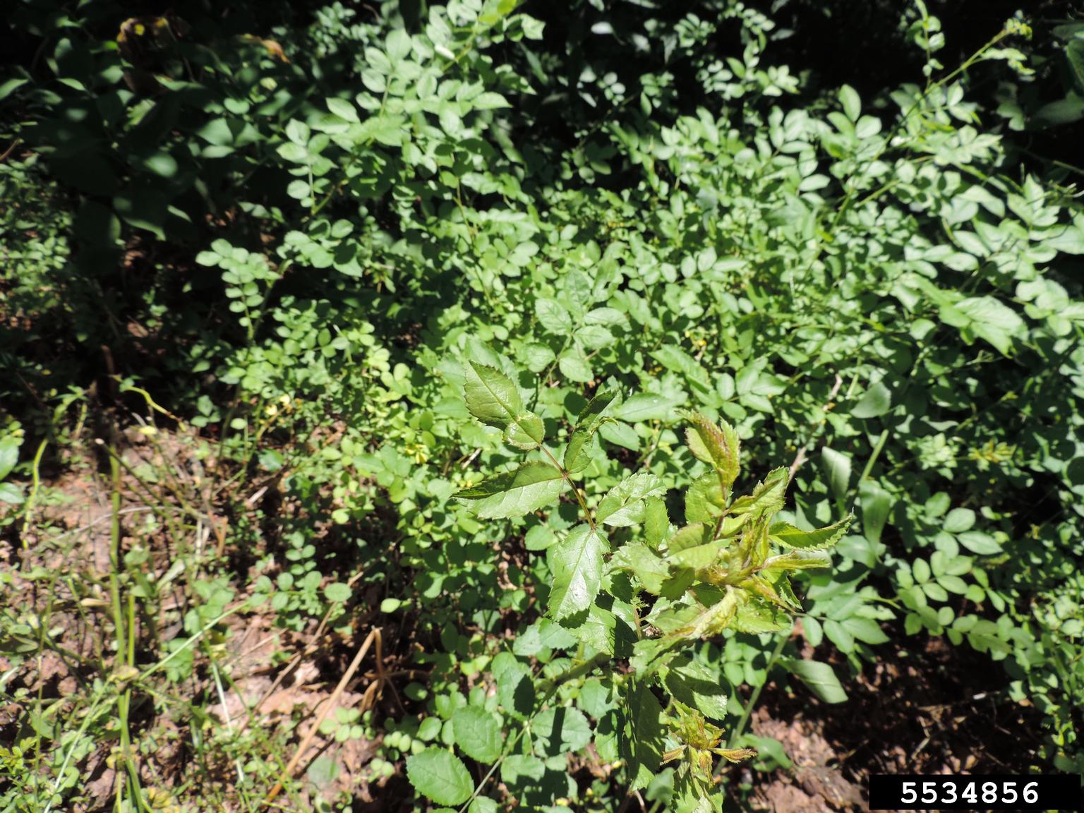 multiflora rose, Rosa multiflora (Rosales: Rosaceae) - 5534856